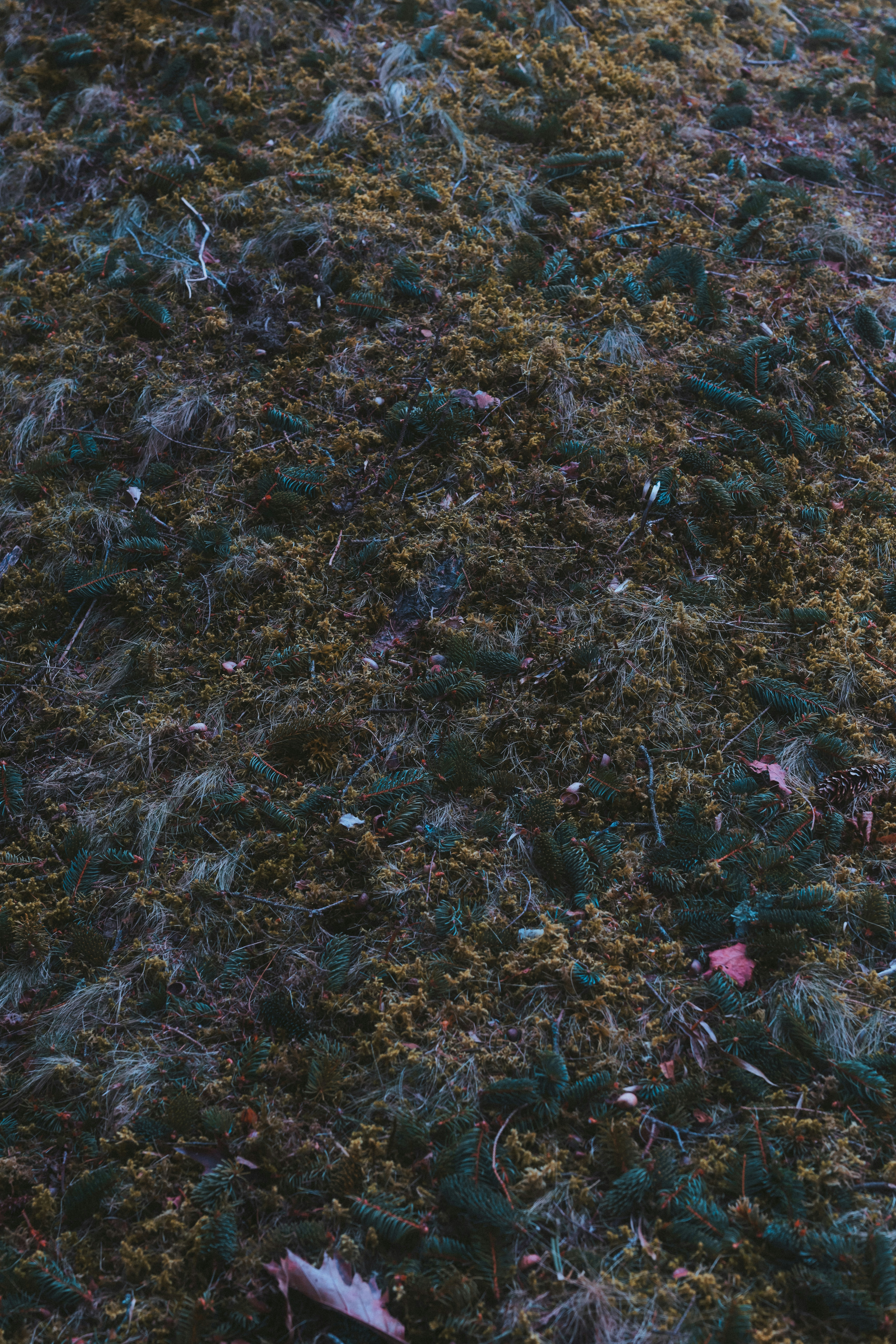 Velvet Moss Underfoot: Close-Up on a Damp Forest Floor