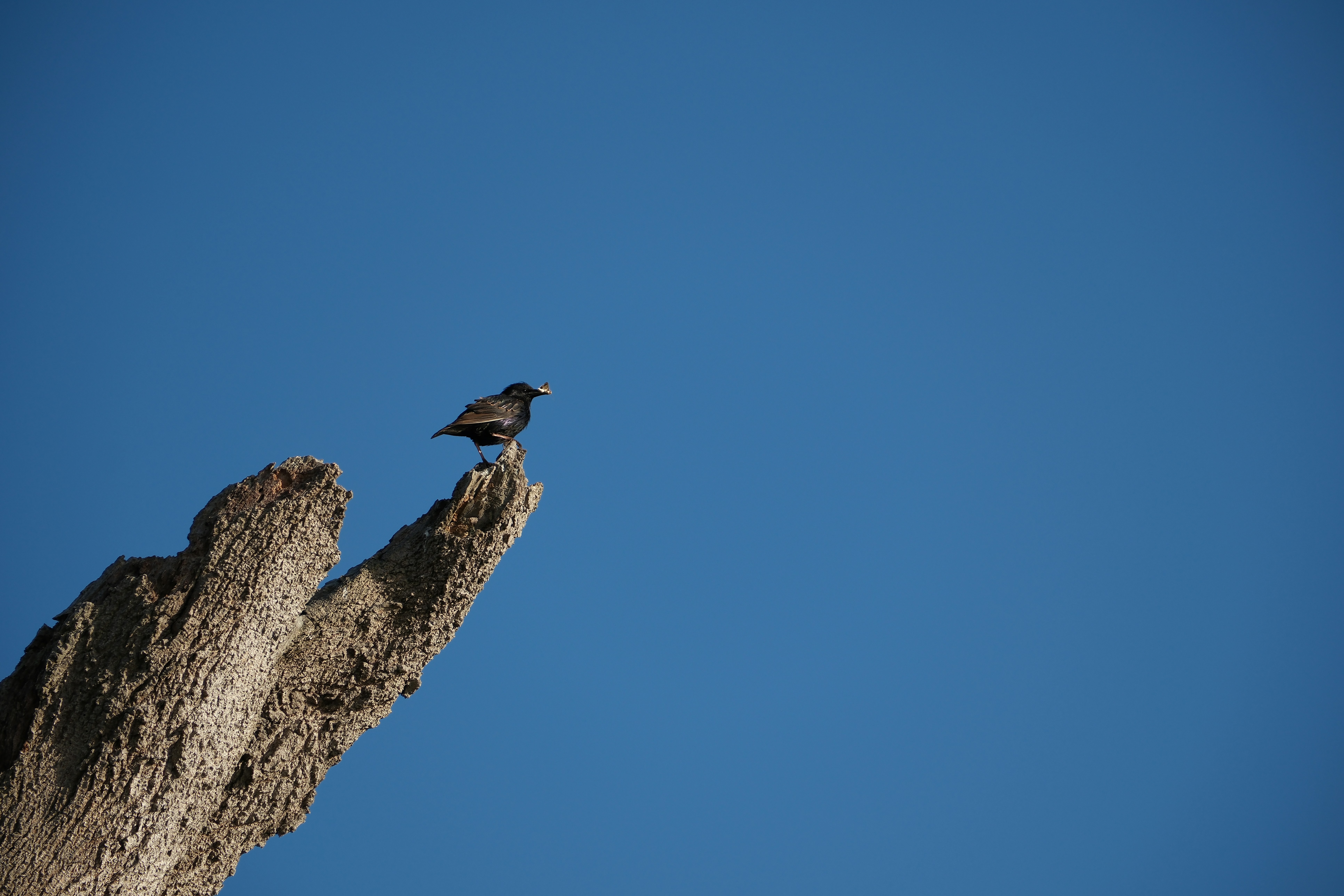 Bird perched atop a weathered tree stump under a clear blue sky.