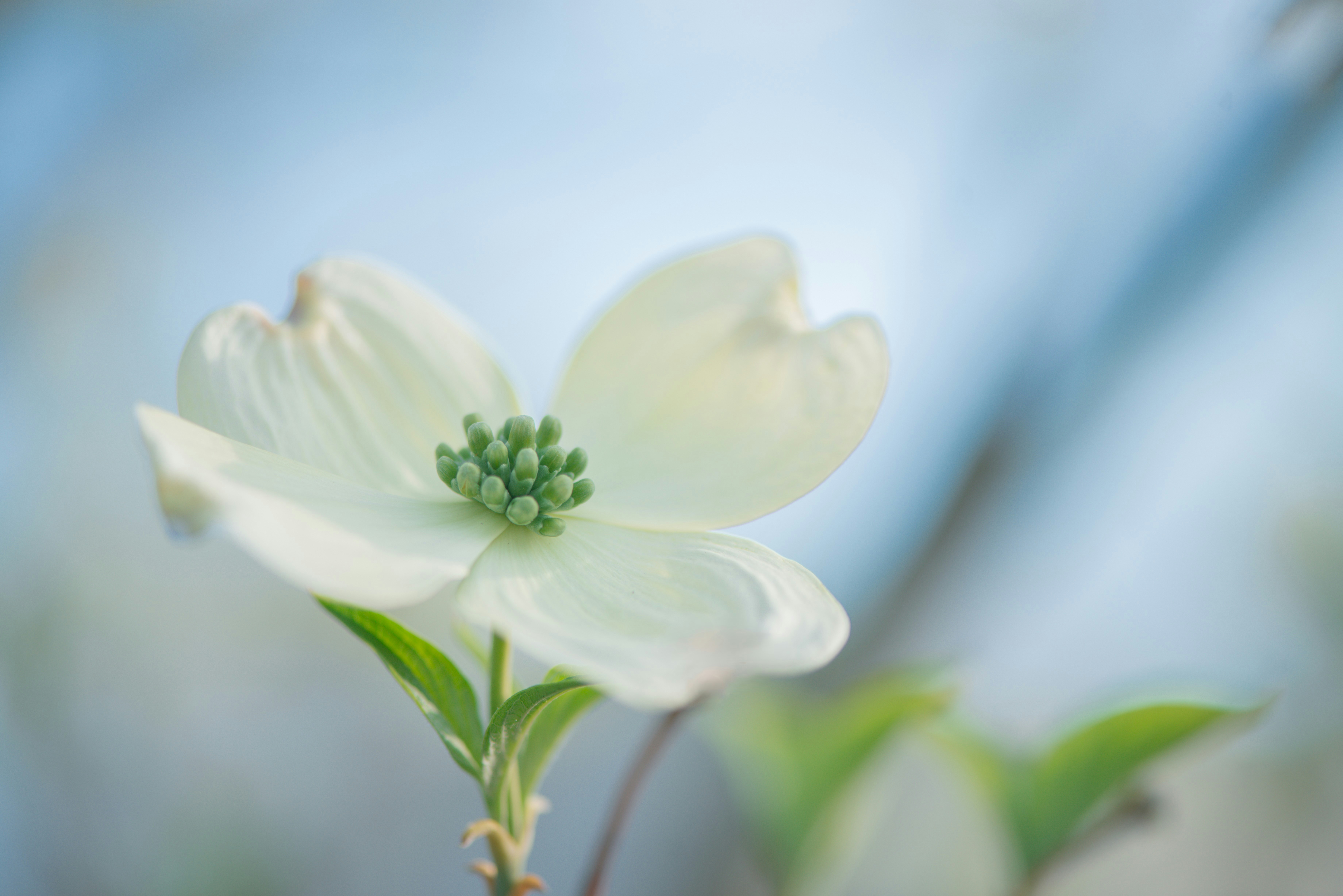 Delicate white flower with a green center set against a soft blue background.