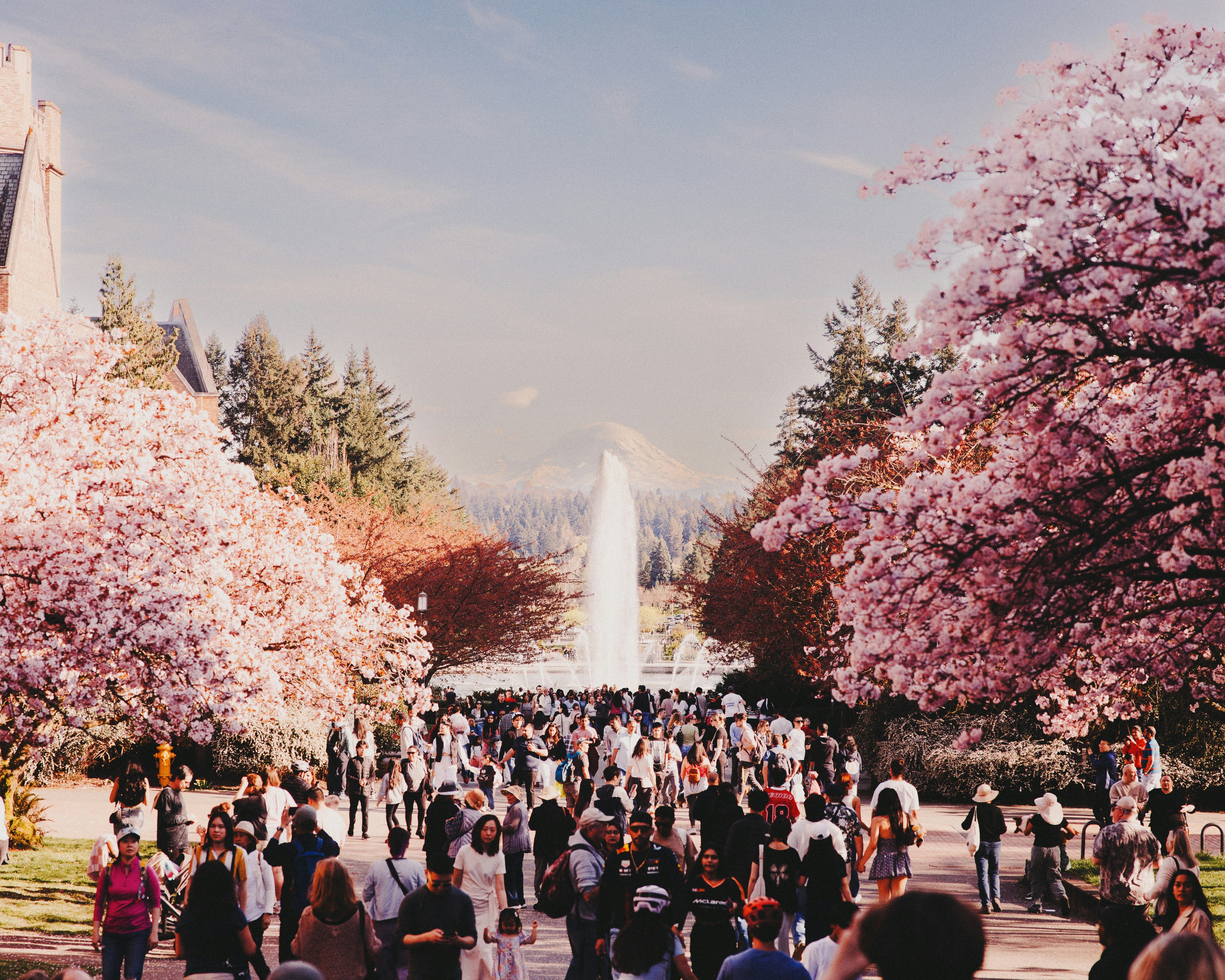 People gather near a fountain under cherry blossoms. photo – Free ...
