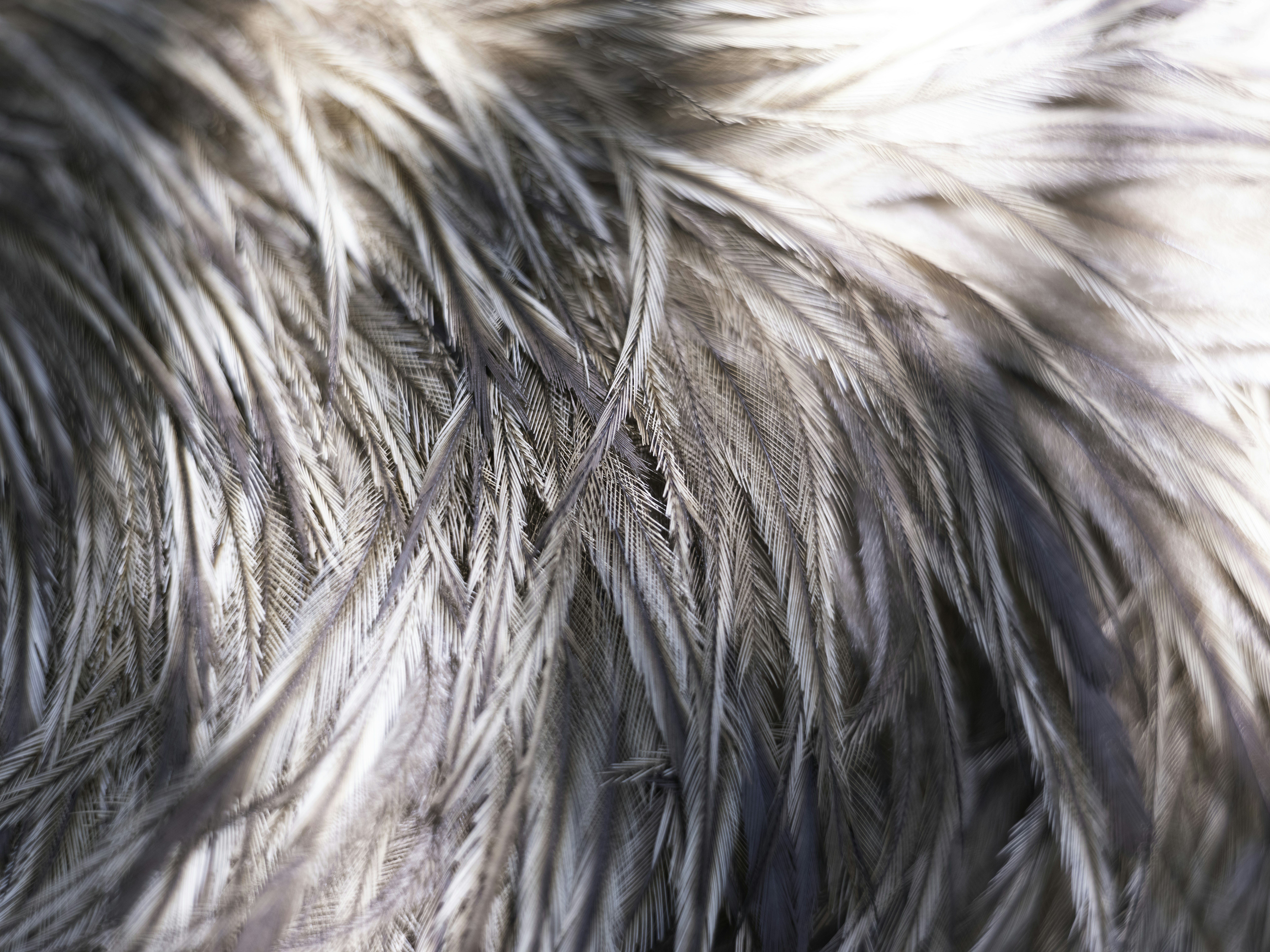 Close-up of soft, fluffy feathers in neutral tones. photo – Free Animal ...