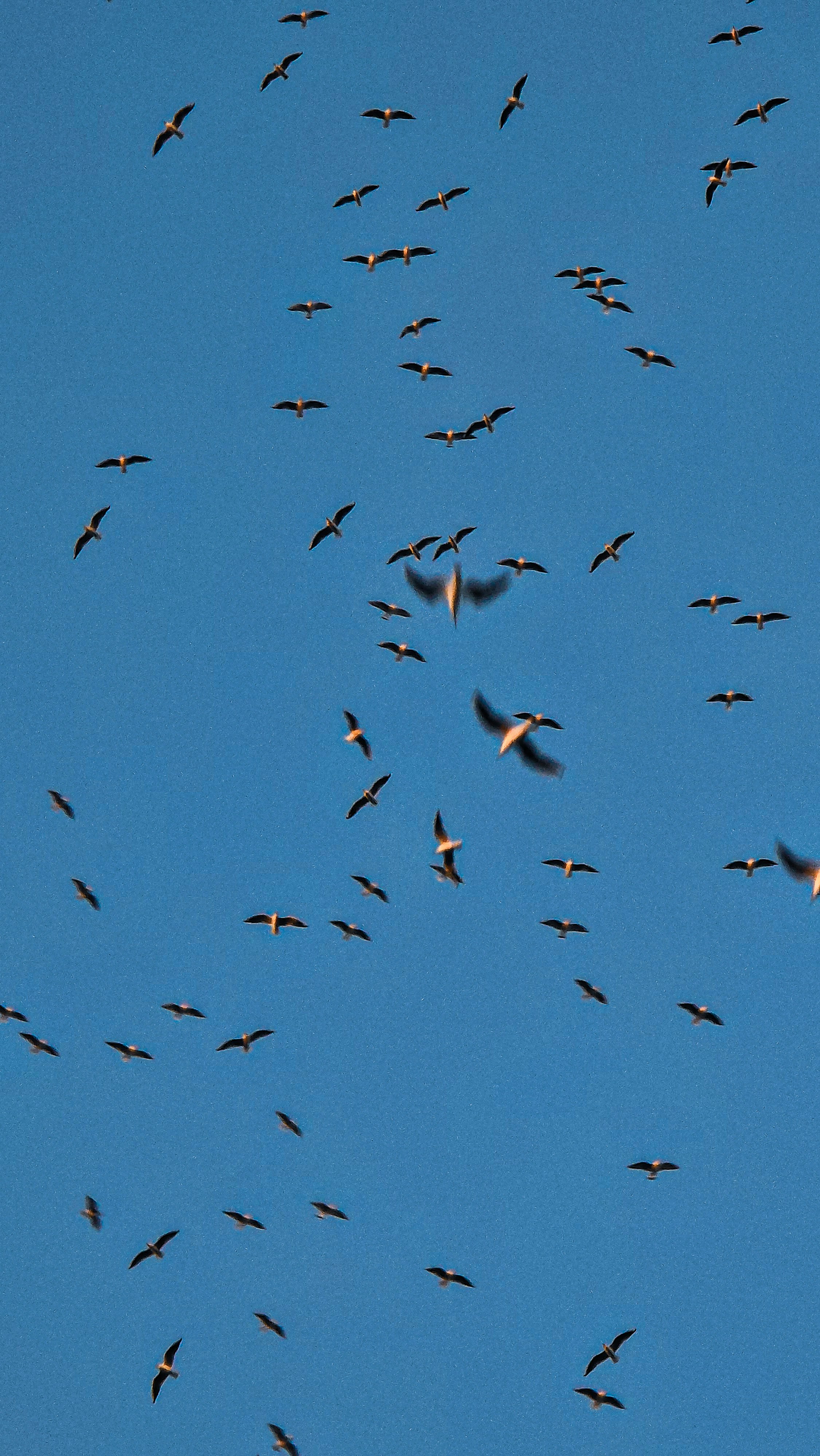 Azure Sky Chorus: A Loose Cloud of Birds in Flight