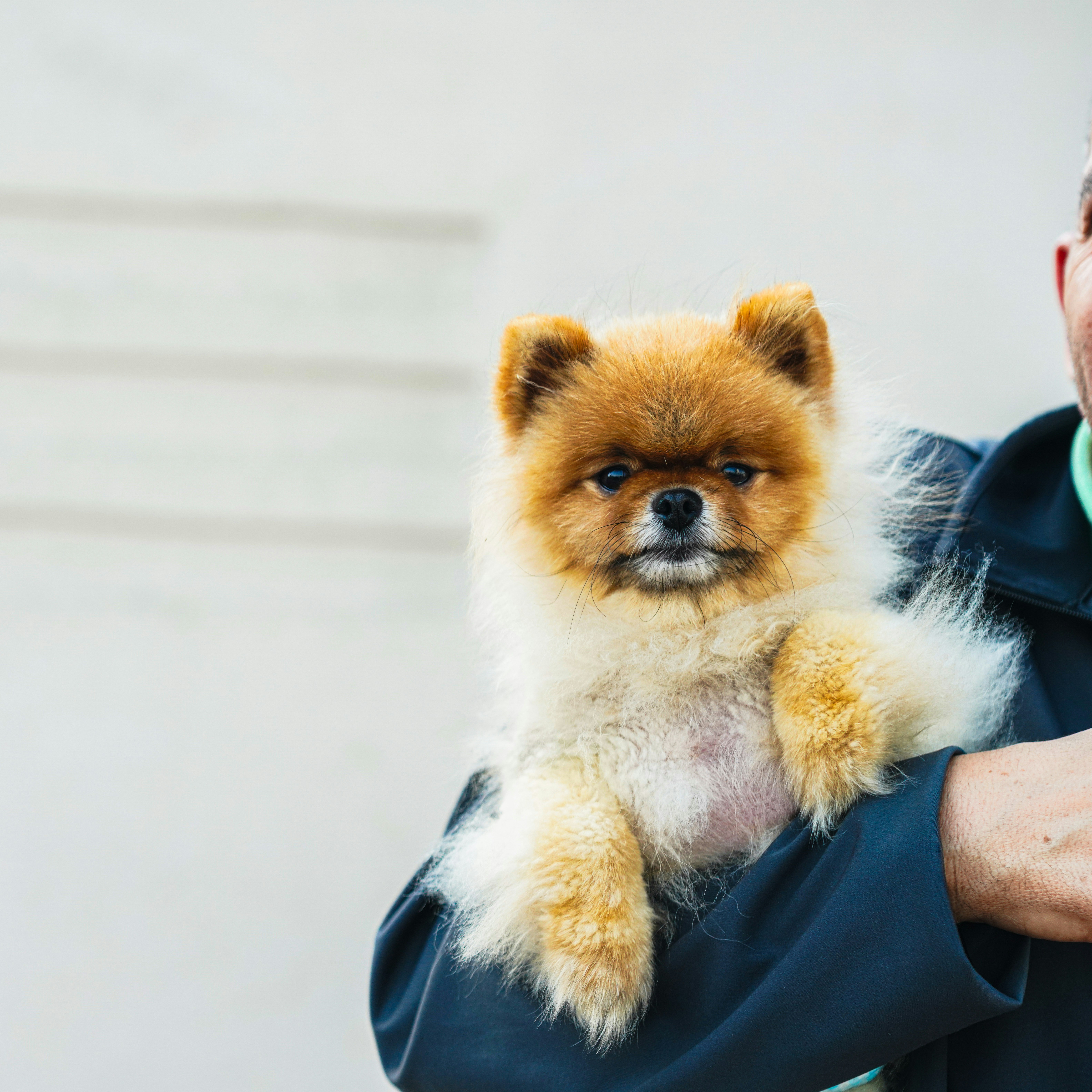 Fluffy Pom in Gentle Opposition