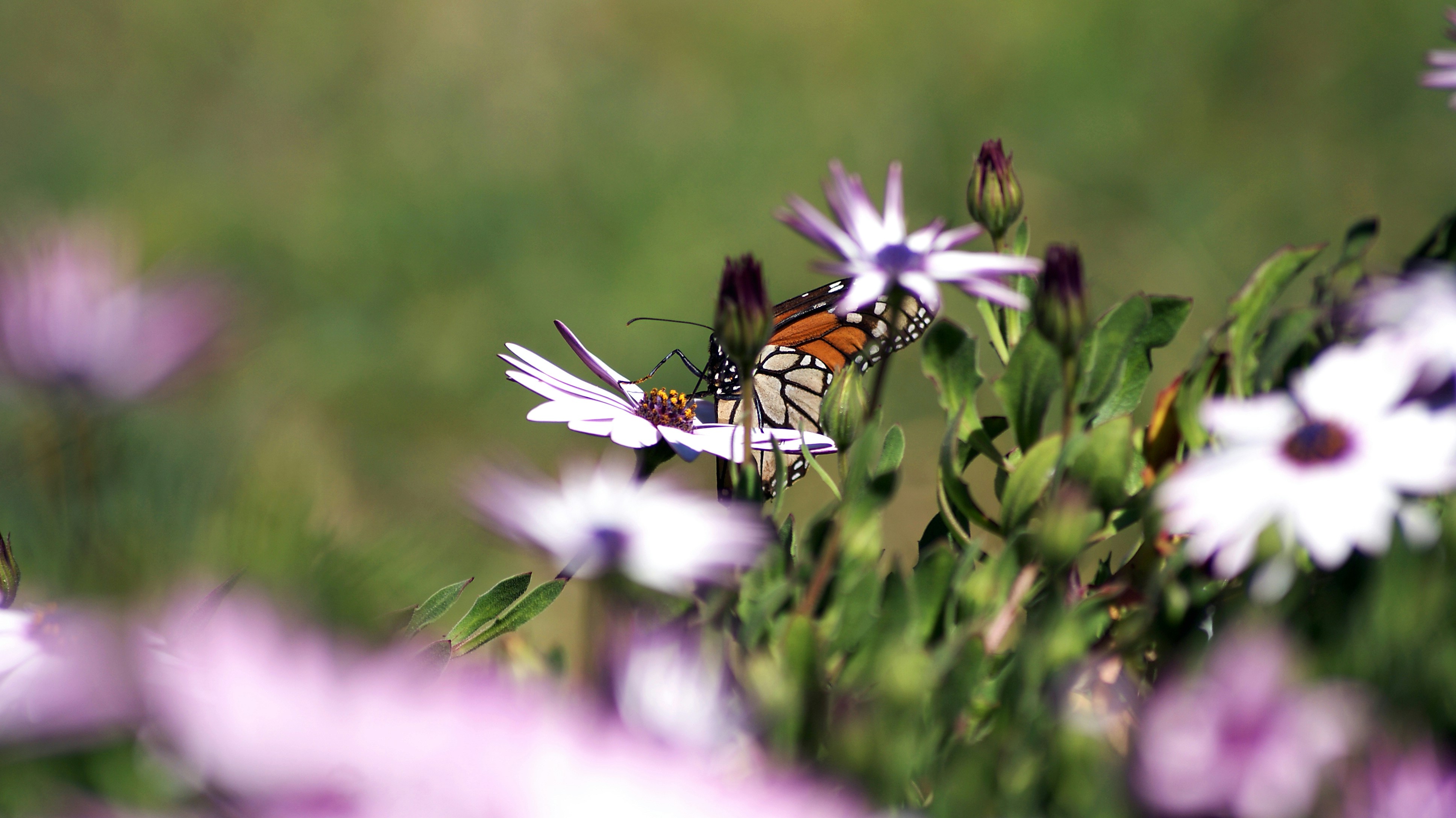 Spring Butterfly Pictures | Download Free Images on Unsplash