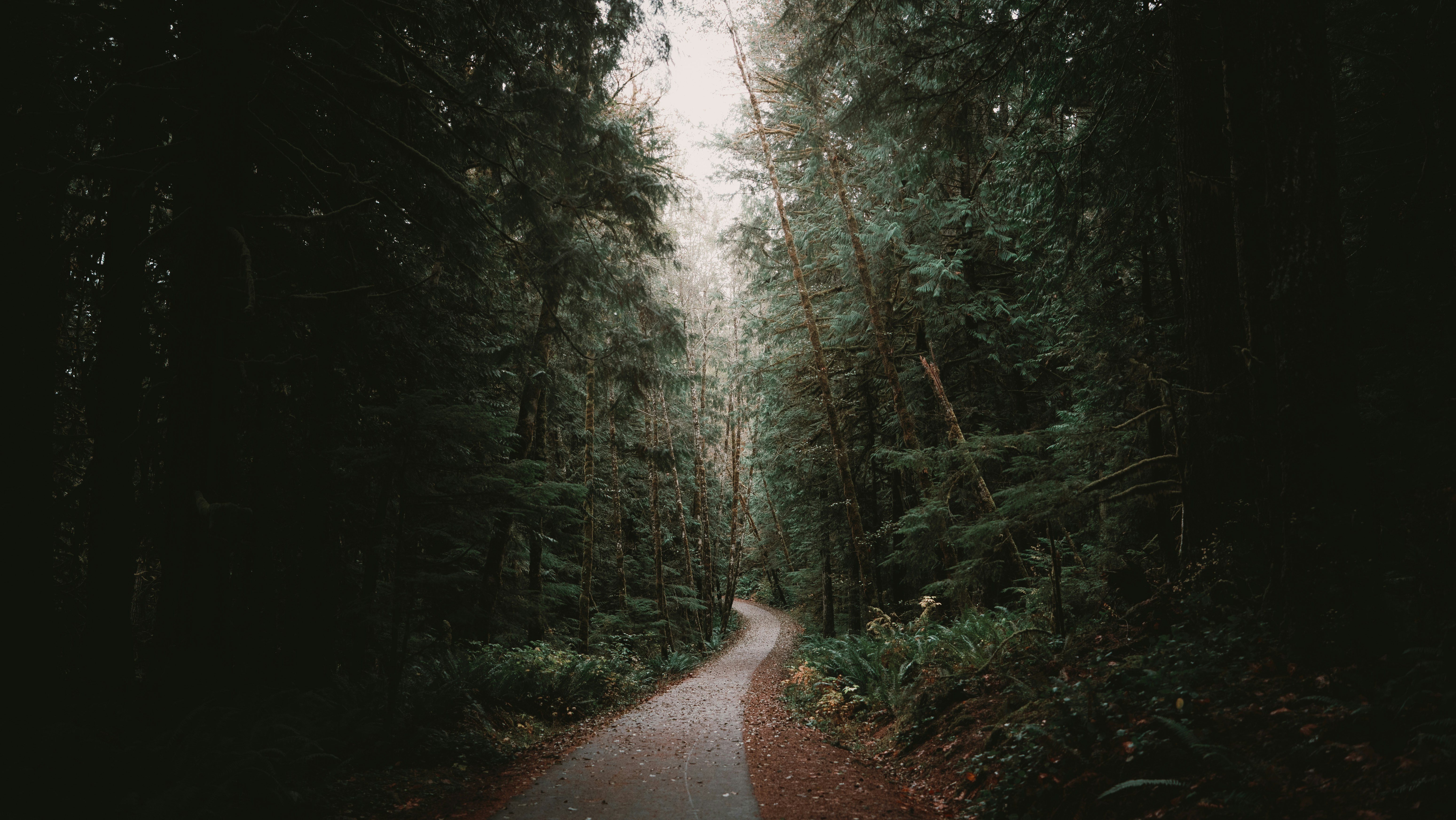 A winding road through a dark forest. photo – Free Wallpaper Image on Unsplash