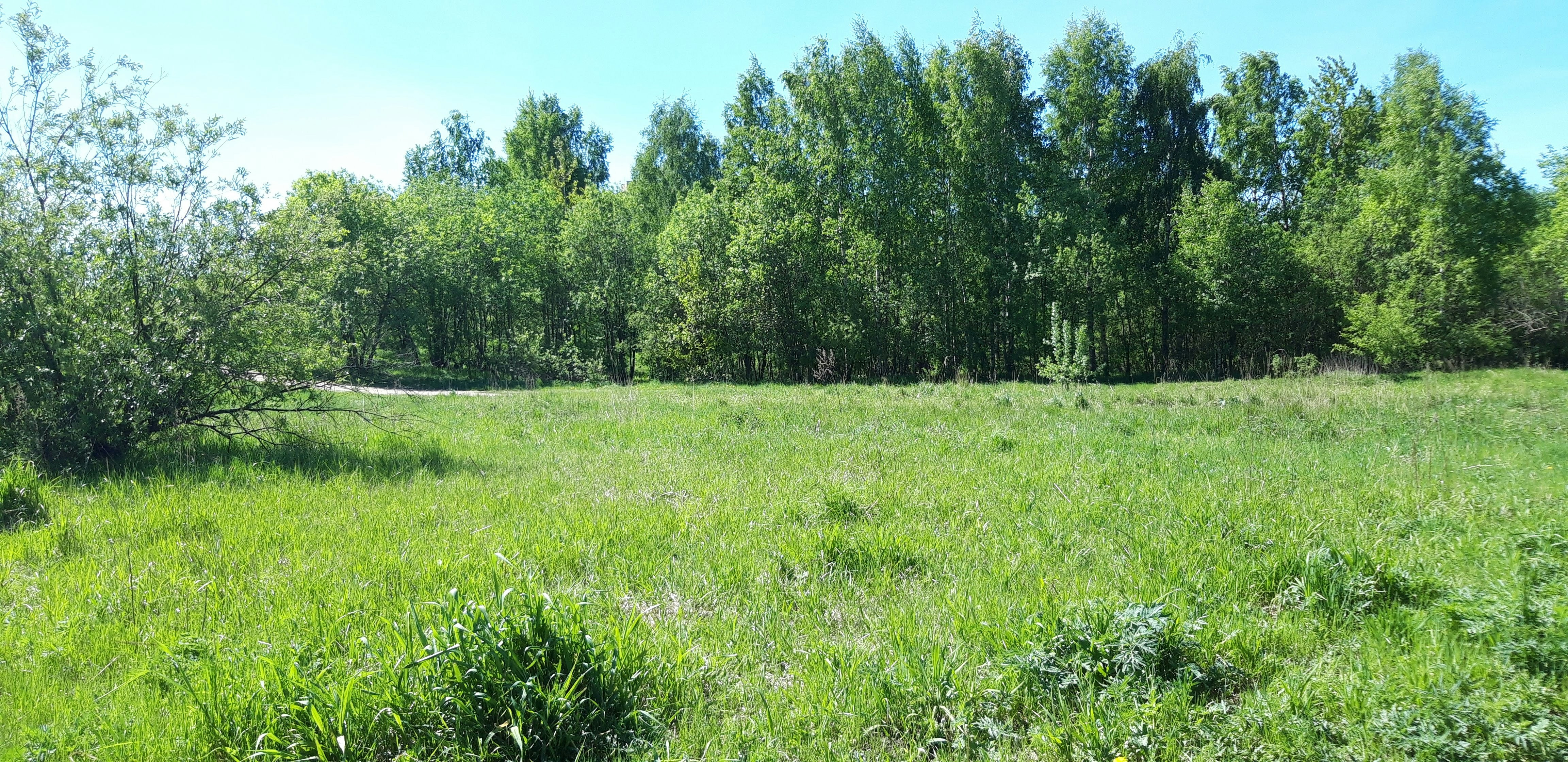 Una exuberante pradera verde con árboles al fondo. foto – Imagen de ...