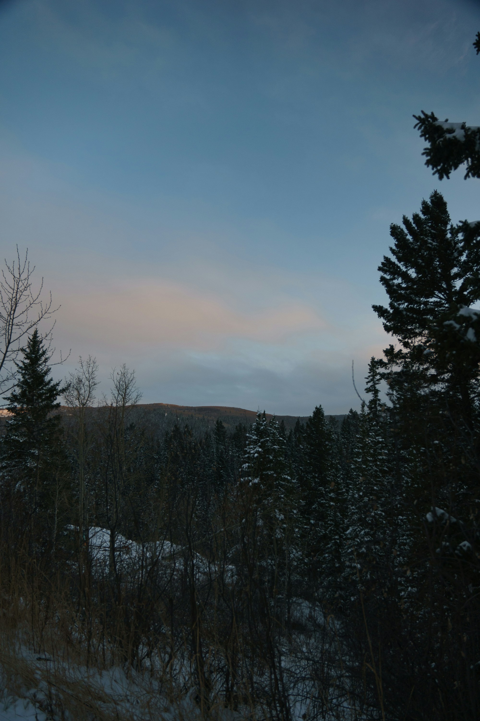 Snowy forest at dusk with a beautiful sky.