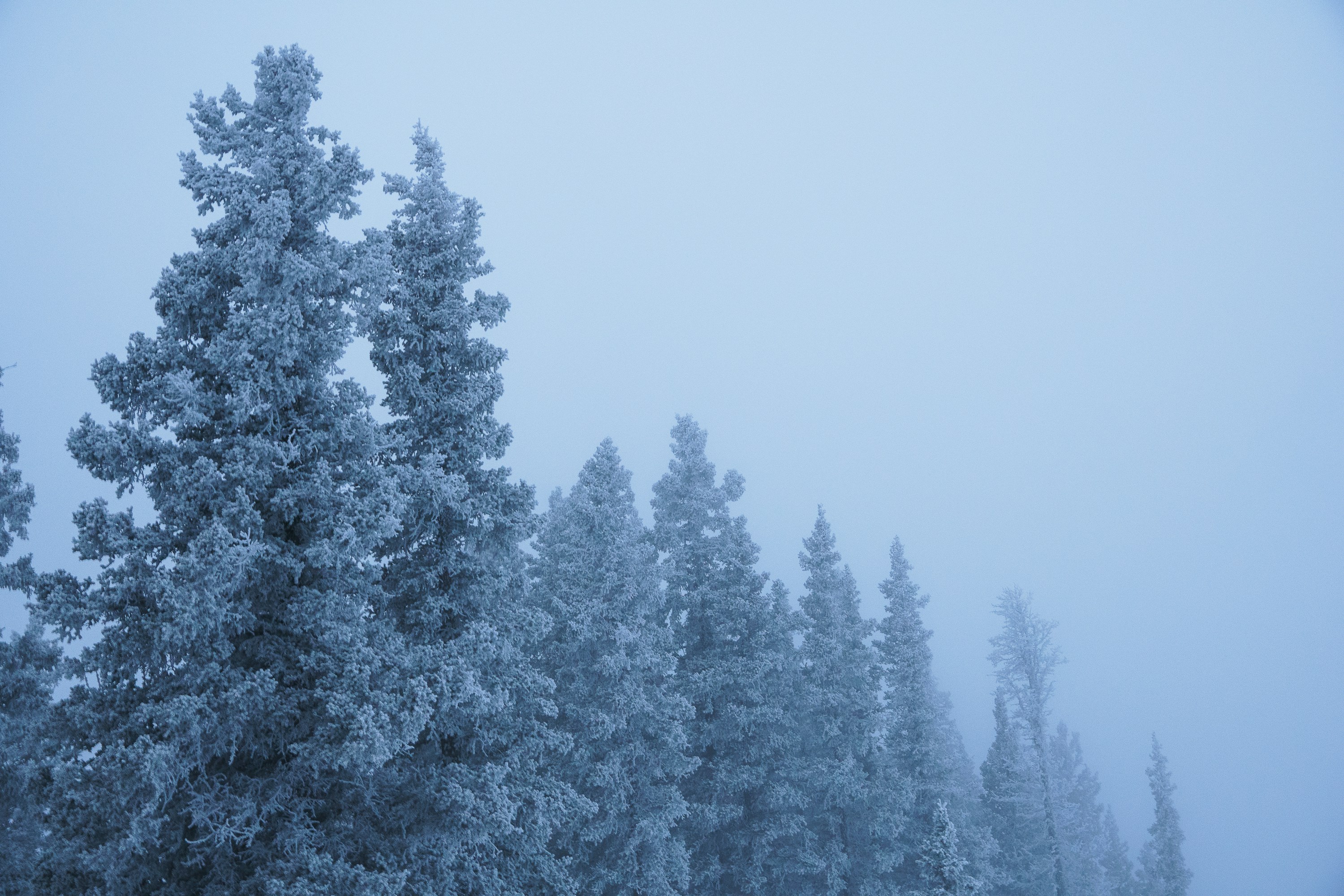 Frost-covered evergreens stand tall in a misty, wintry landscape, enveloped in a serene blue hue.