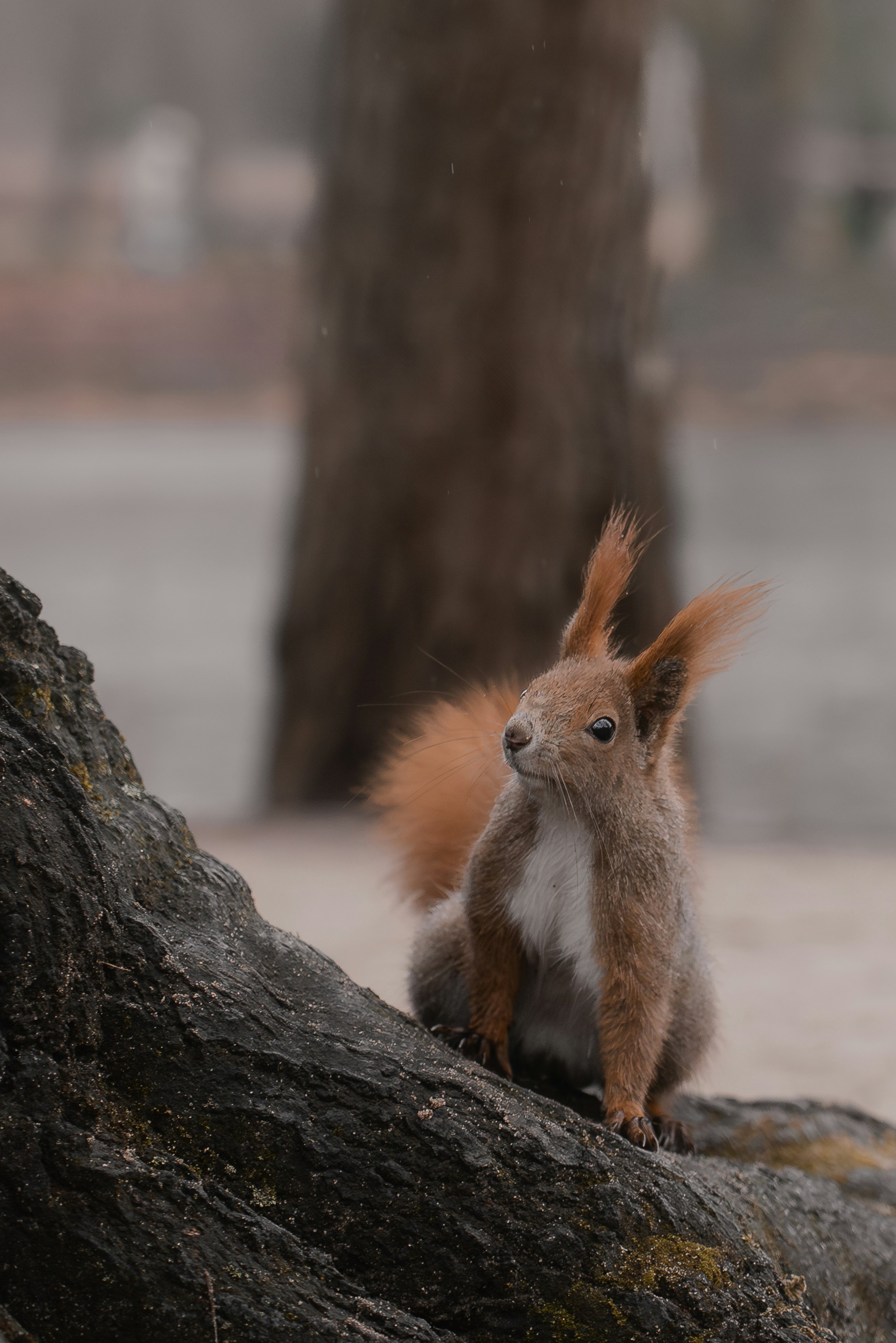 Amber-Eared Sentry on a Mossy Rock by the Quiet Pond