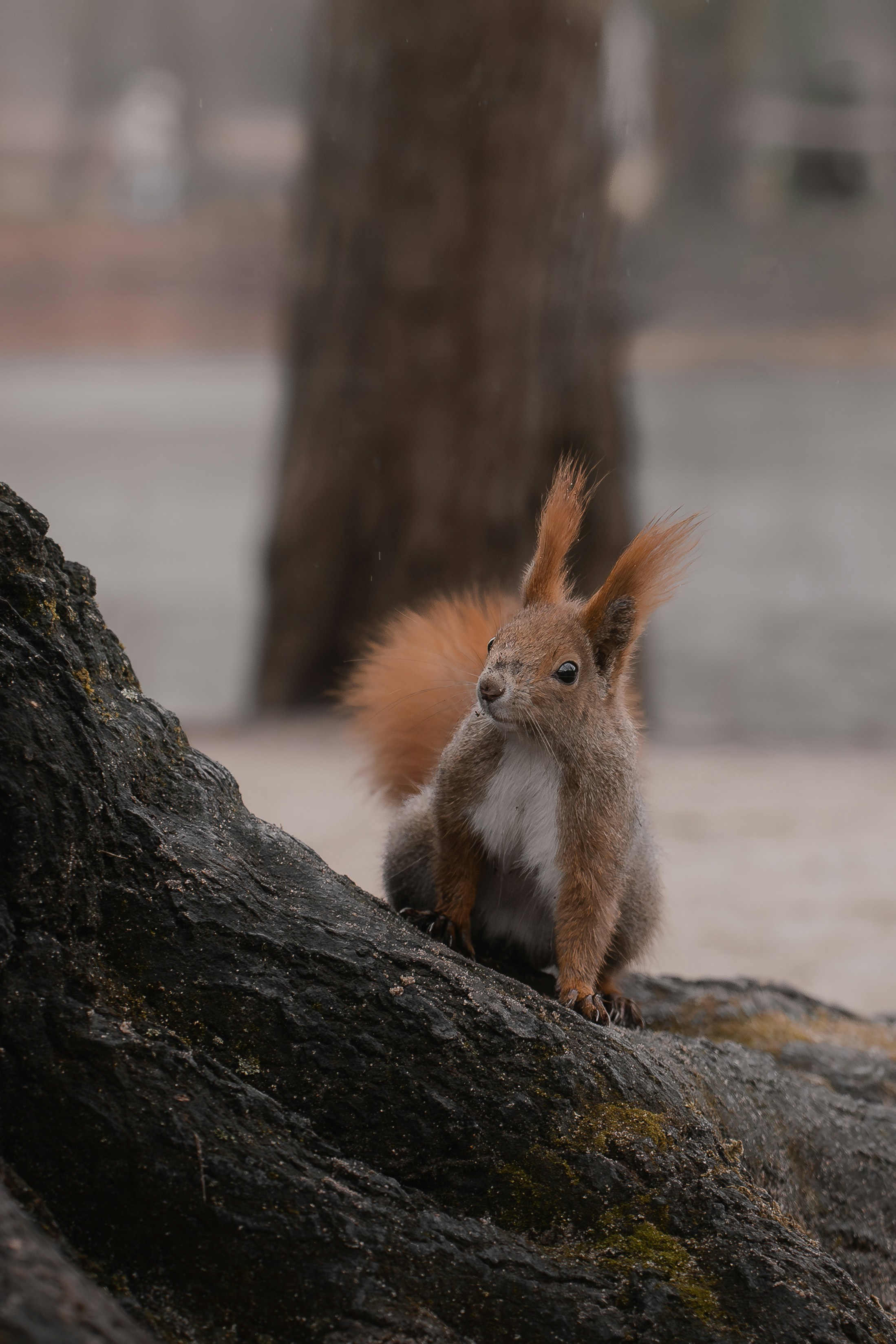 Curious Squirrel in Autumn's Embrace