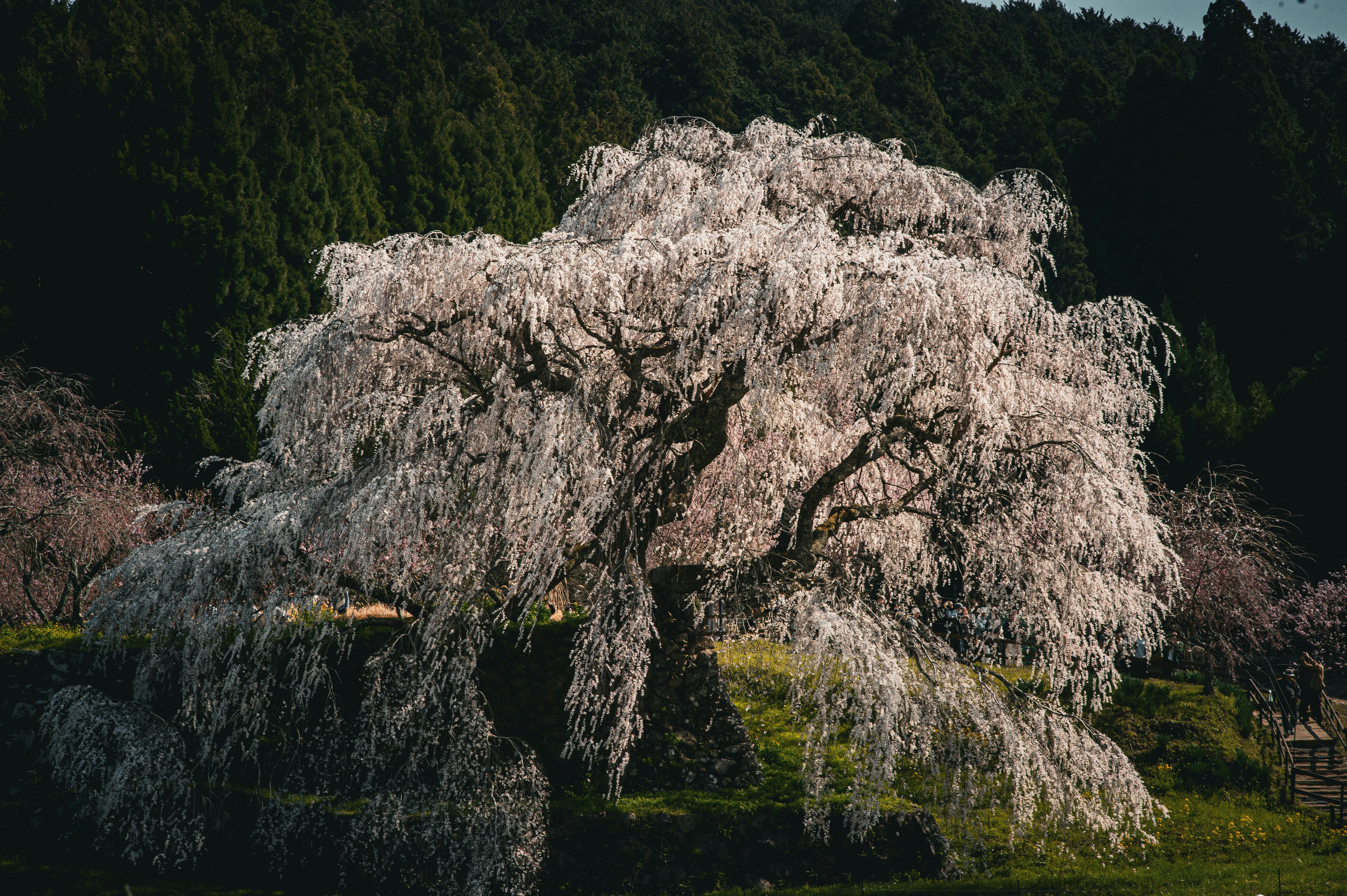 A beautiful cherry blossom tree in full bloom. photo – Free Flower ...