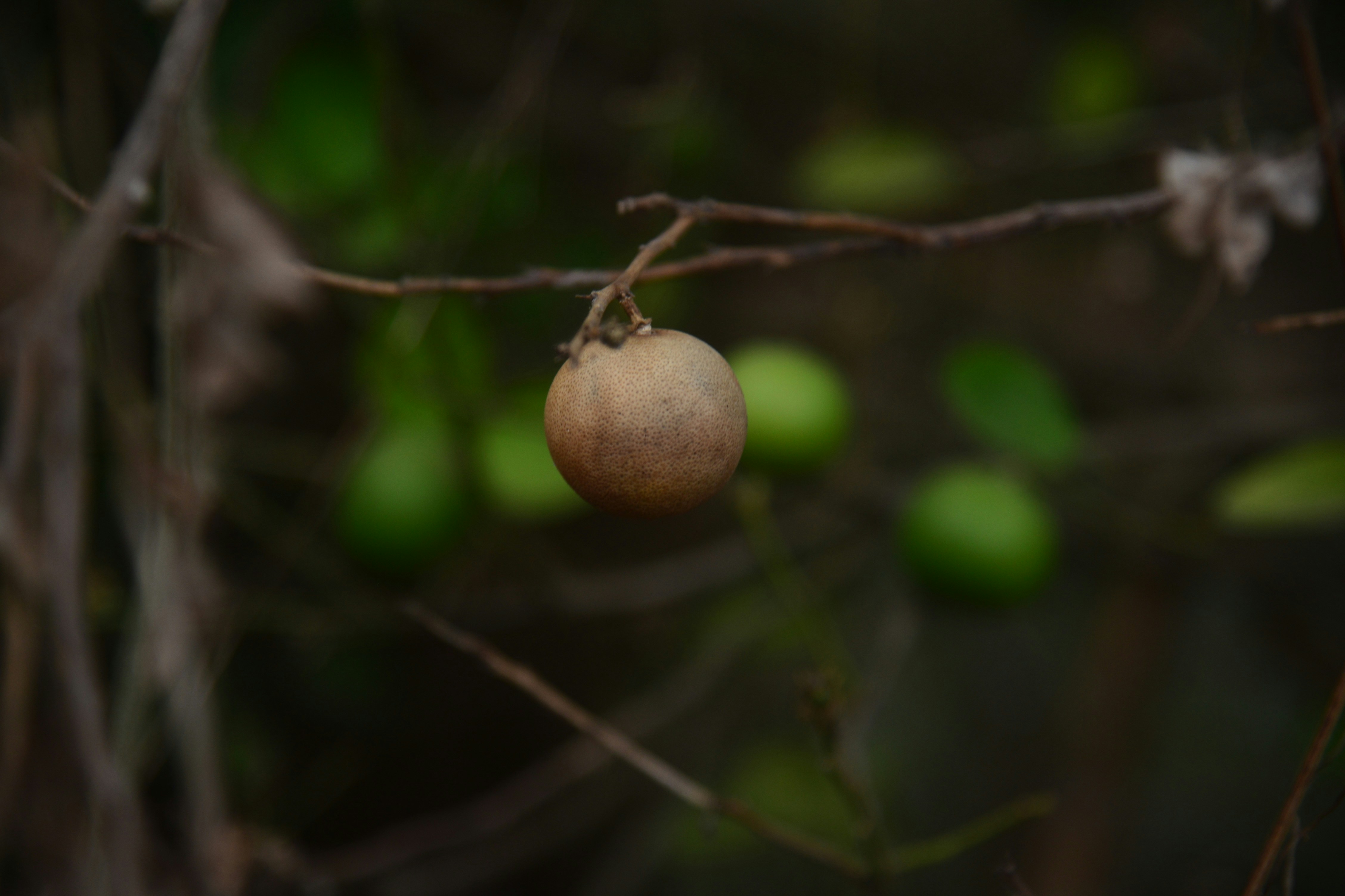 A shriveled fruit hangs from a branch. photo – Free Food Image on Unsplash
