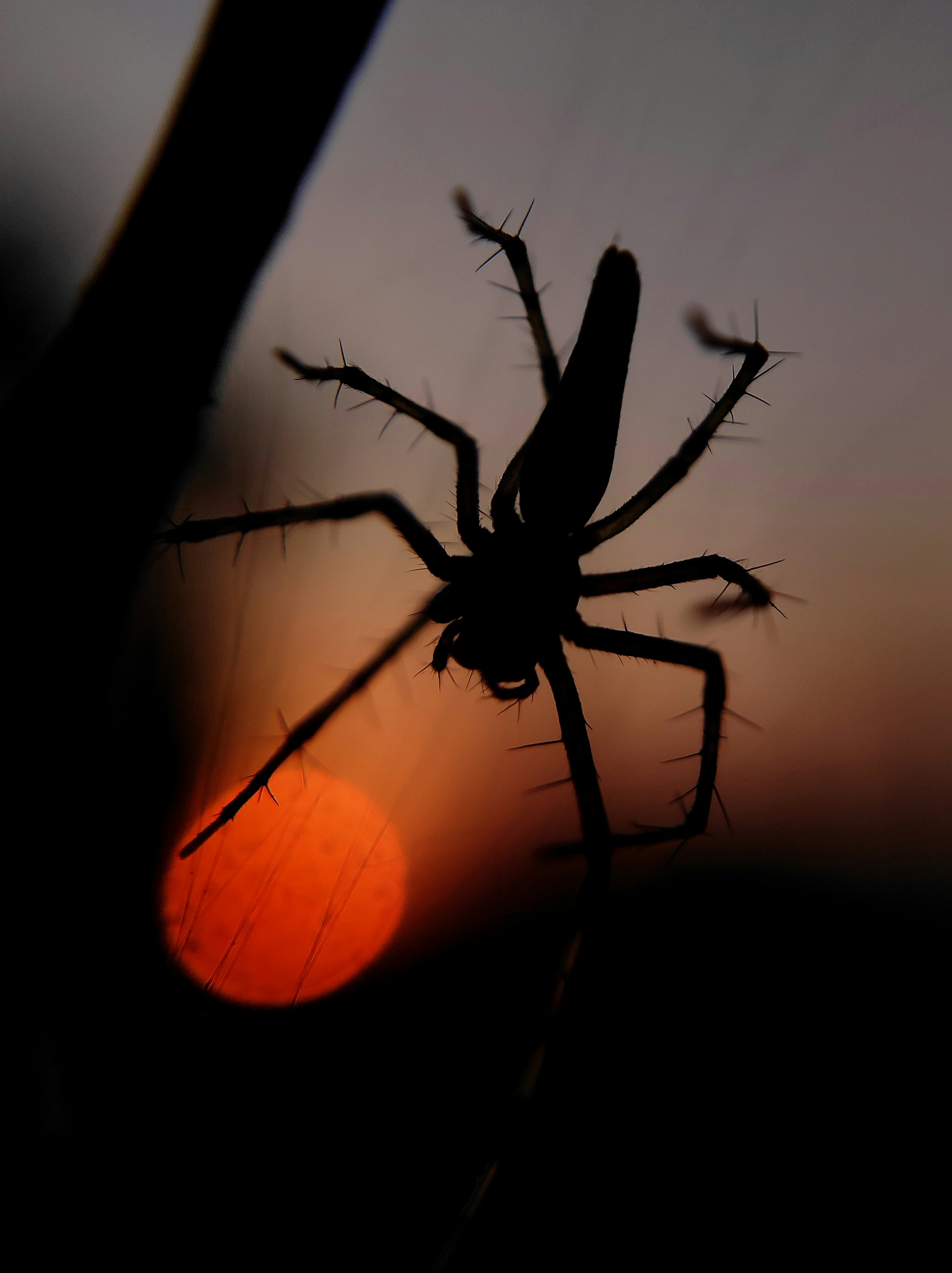 Crimson Dusk Silhouette: A Spider Clings to the Edge of Light