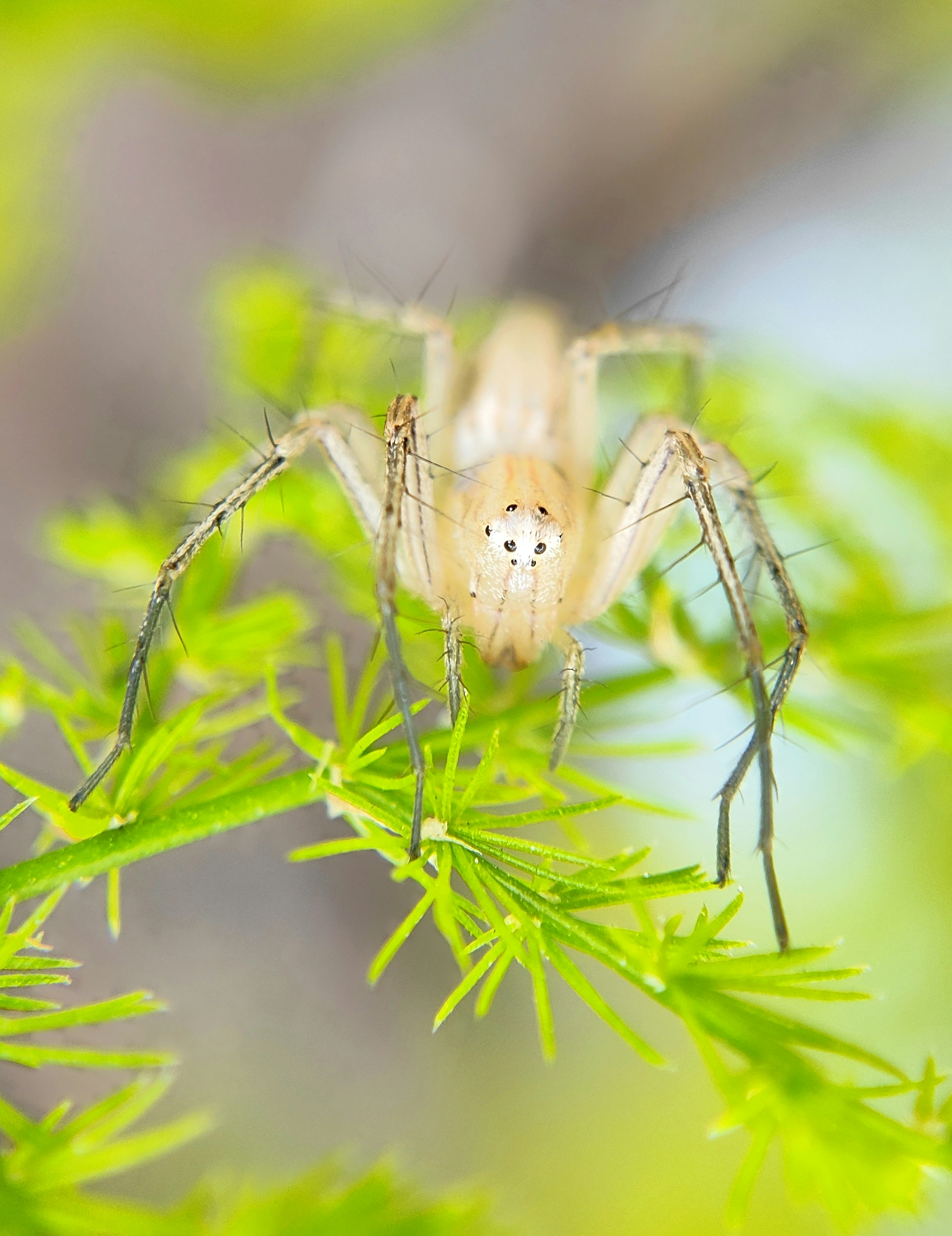 Amber-hued Spider Anchors a Quiet Macro Moment on Fern Fronds
