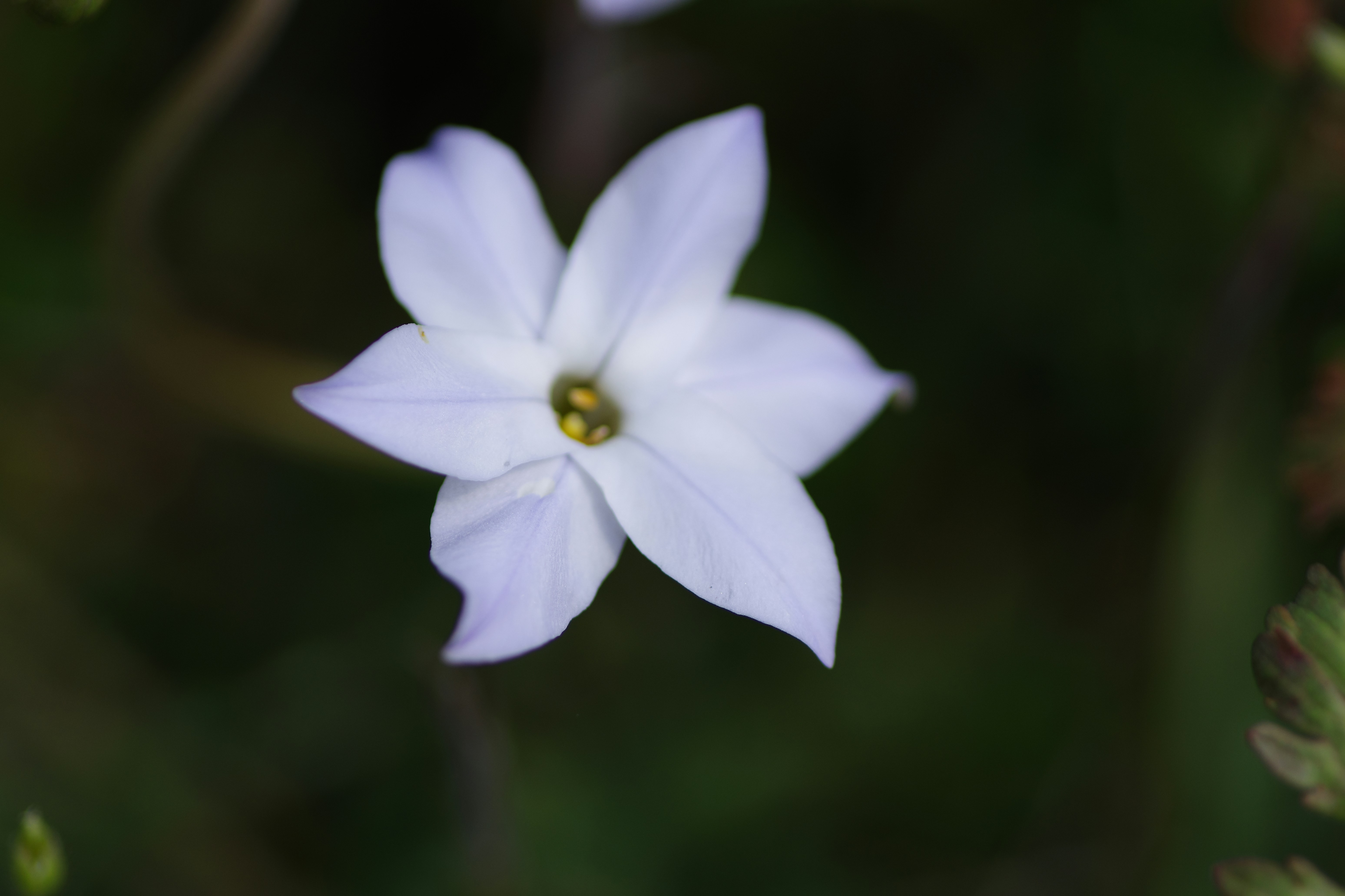 White flower with star-shaped petals and a golden center set against a blurred green background.