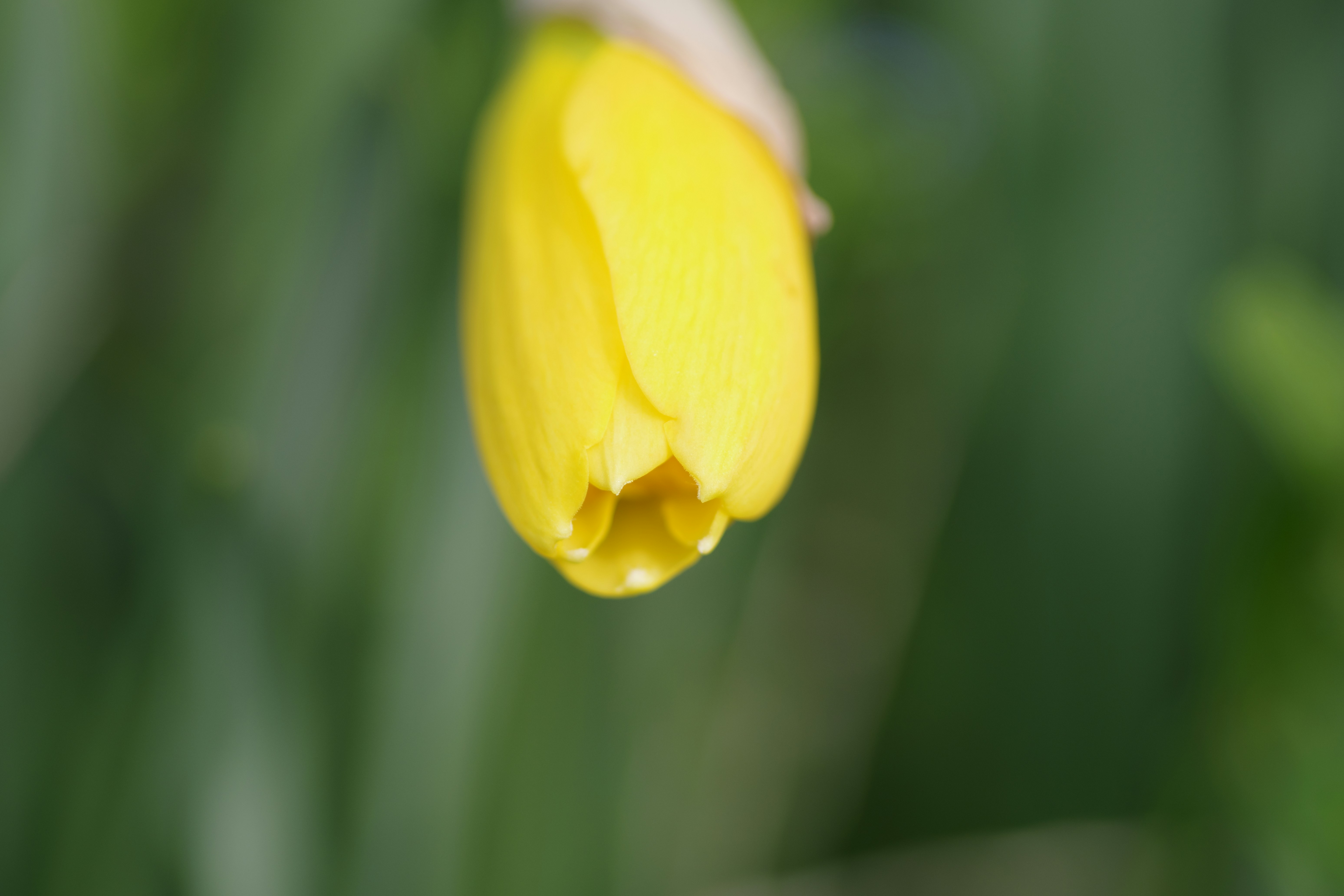 Yellow tulip bud poised to bloom against a backdrop of blurred greenery.