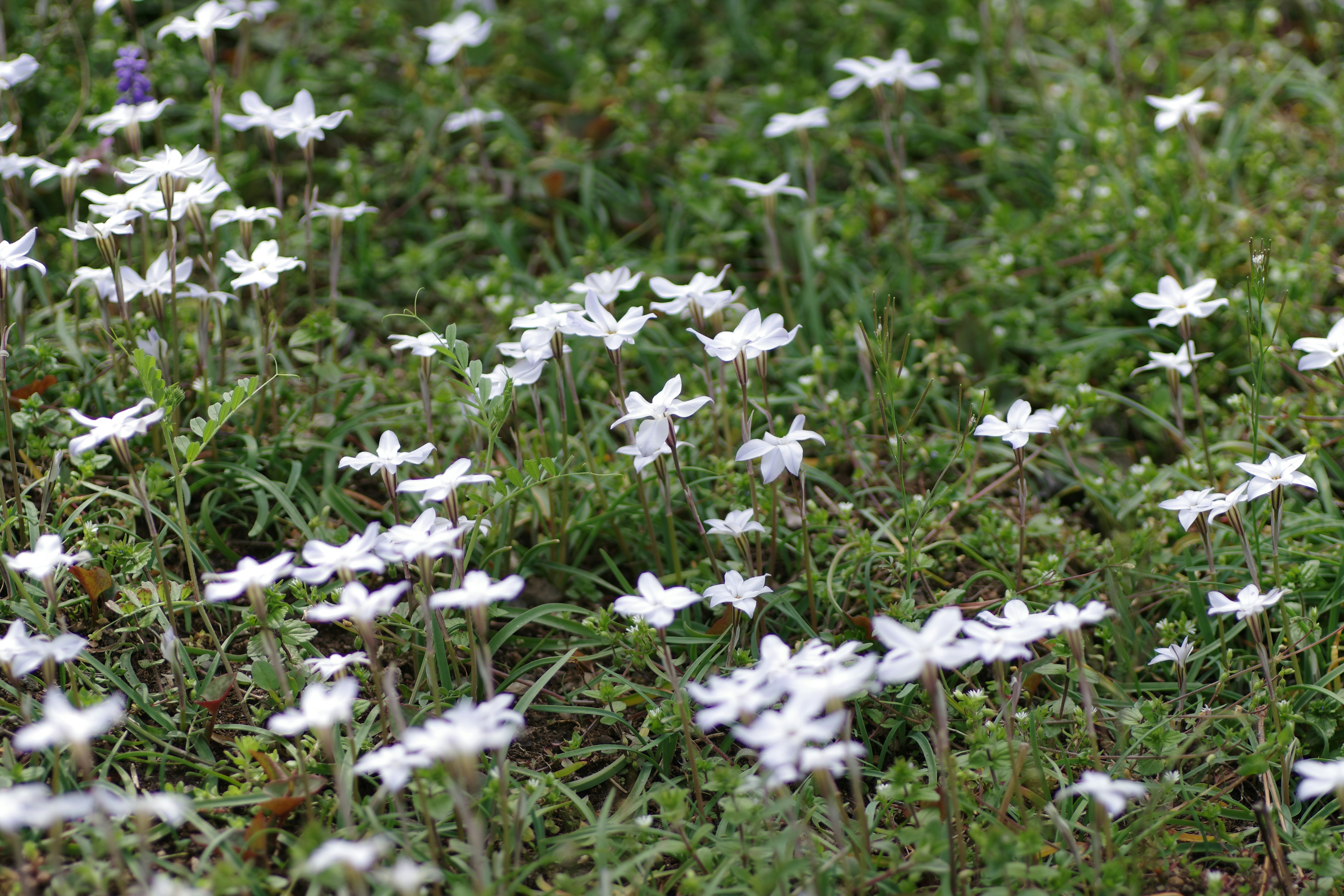 Starfield Meadow: A Quiet Carpet of White Blooms