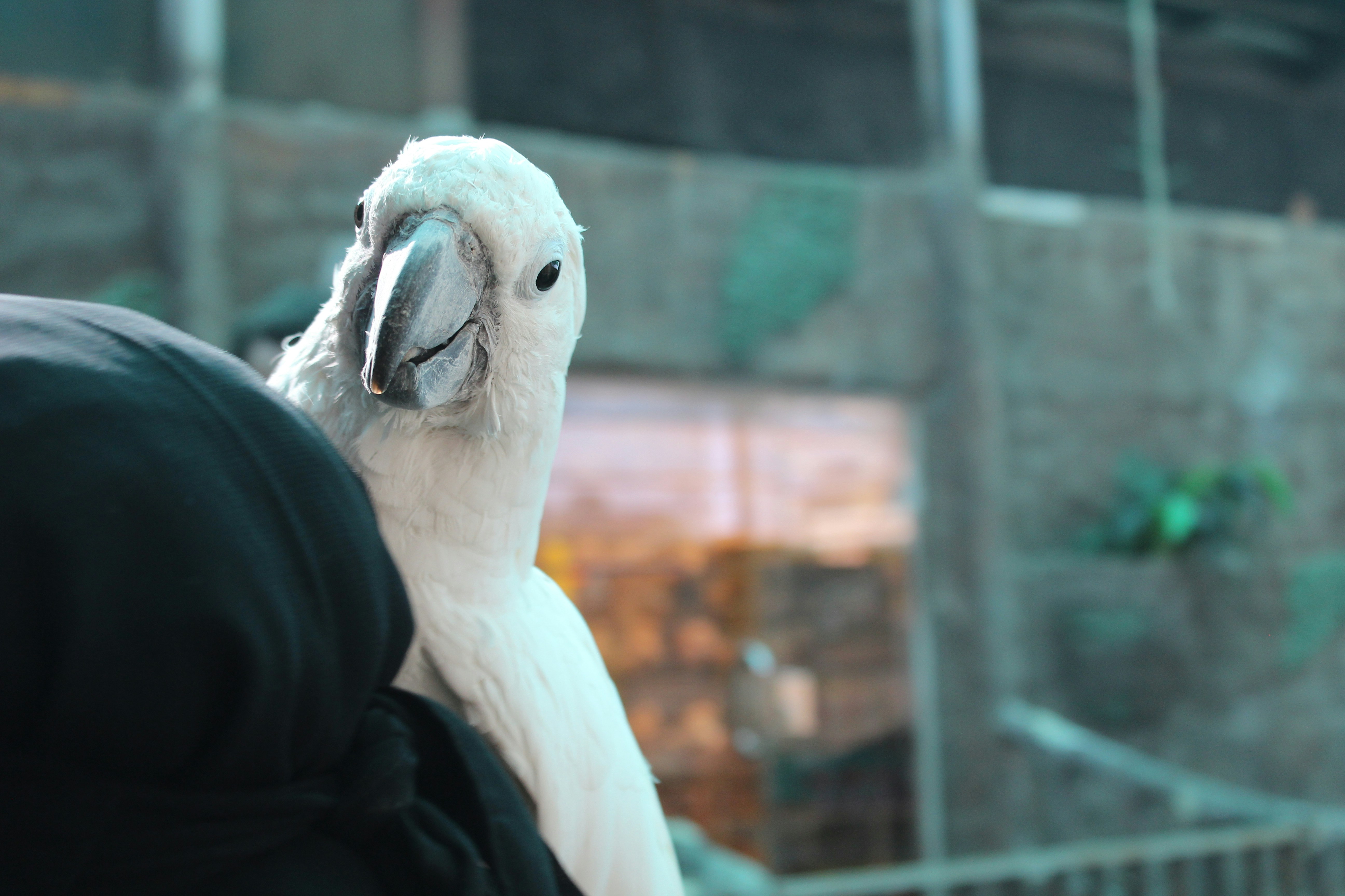 Curious Macaw in a Cage: A Portrait with a Gentle Tilt