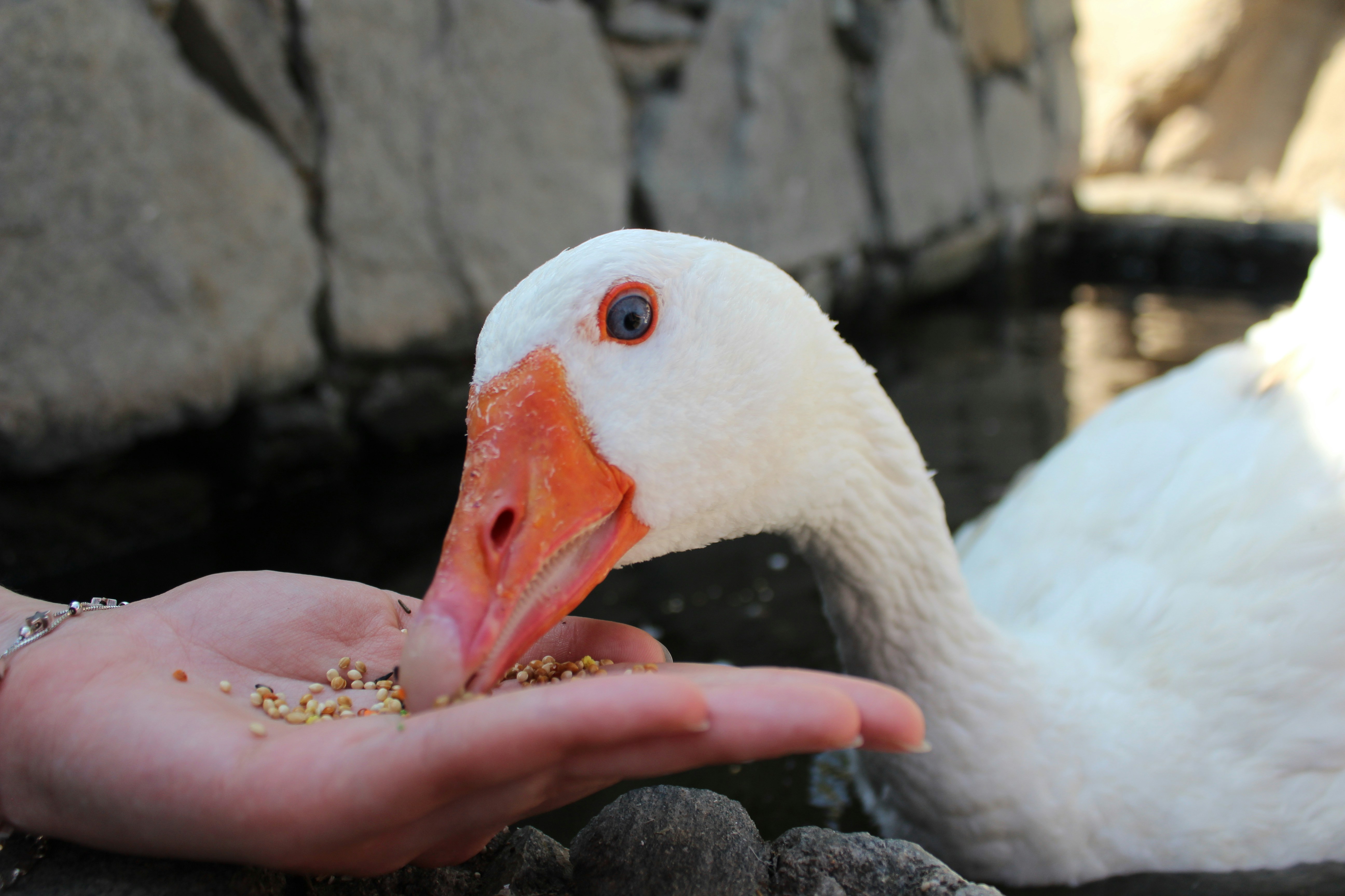 A goose eats from a person's hand. photo – Free Animal Image on Unsplash