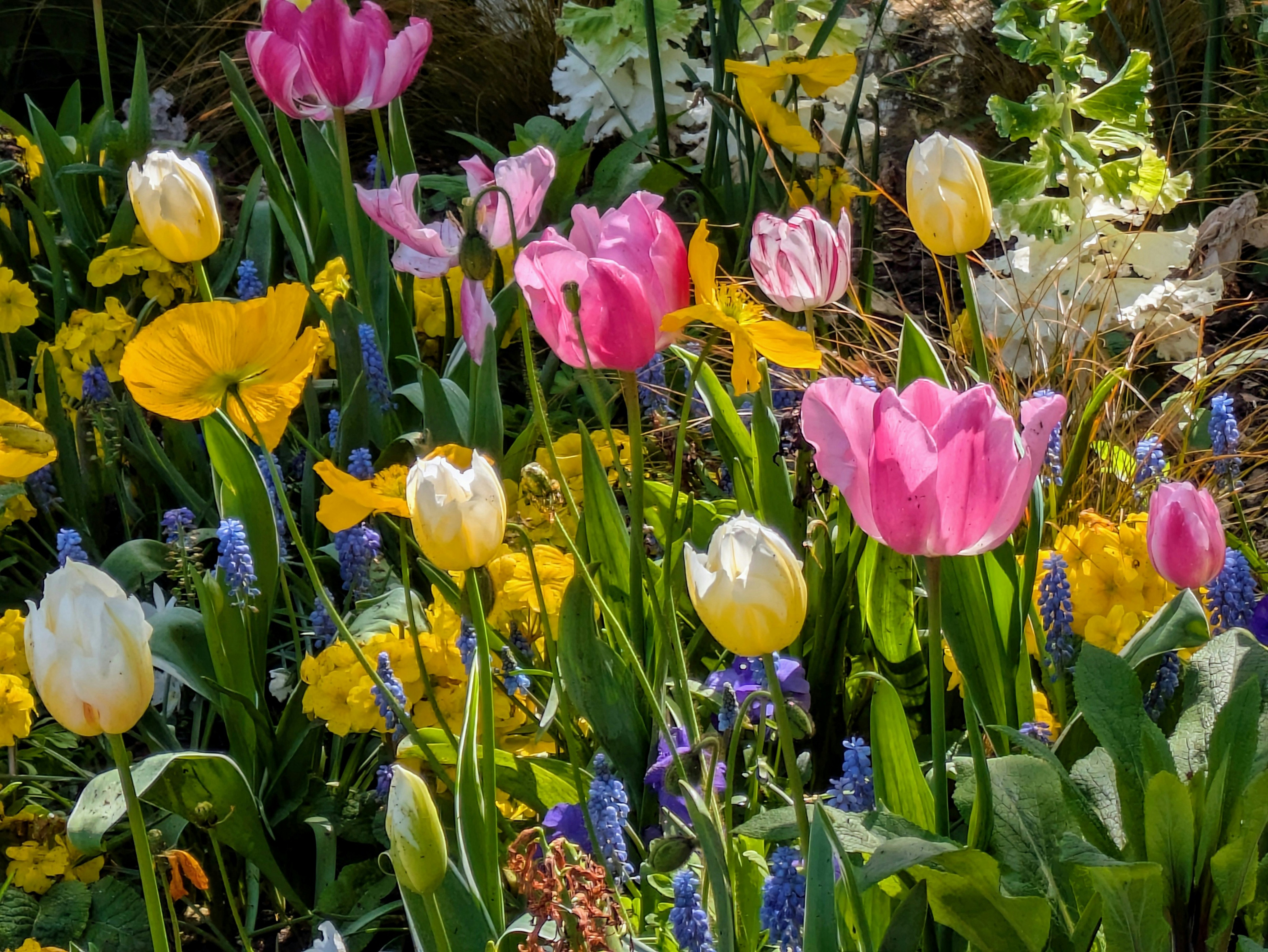 Vibrant tulips and daffodils bask in sunlight amidst lush greenery.