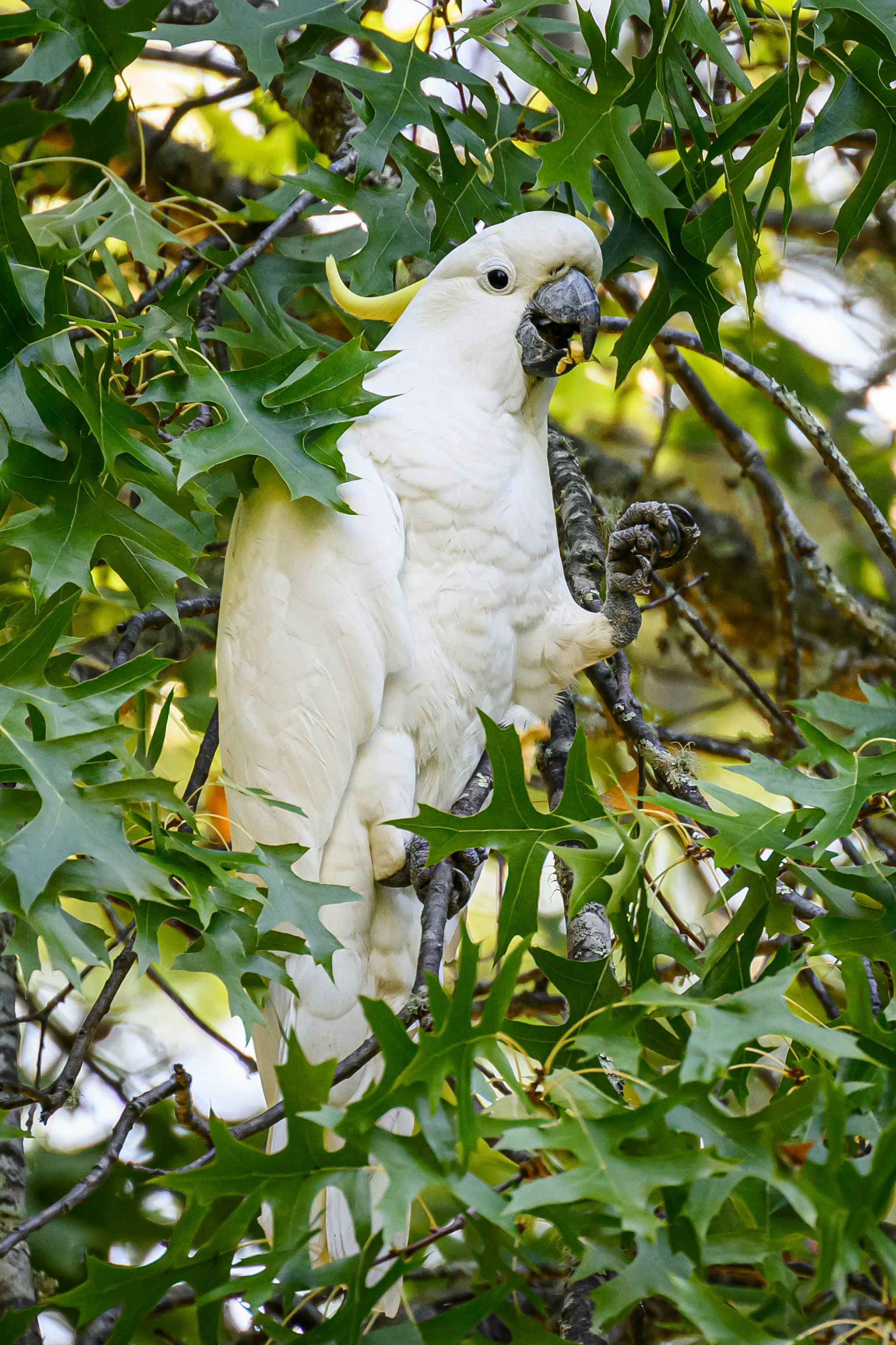 Sulphur-crested cockatoo perched amidst green foliage, nibbling on acorns.