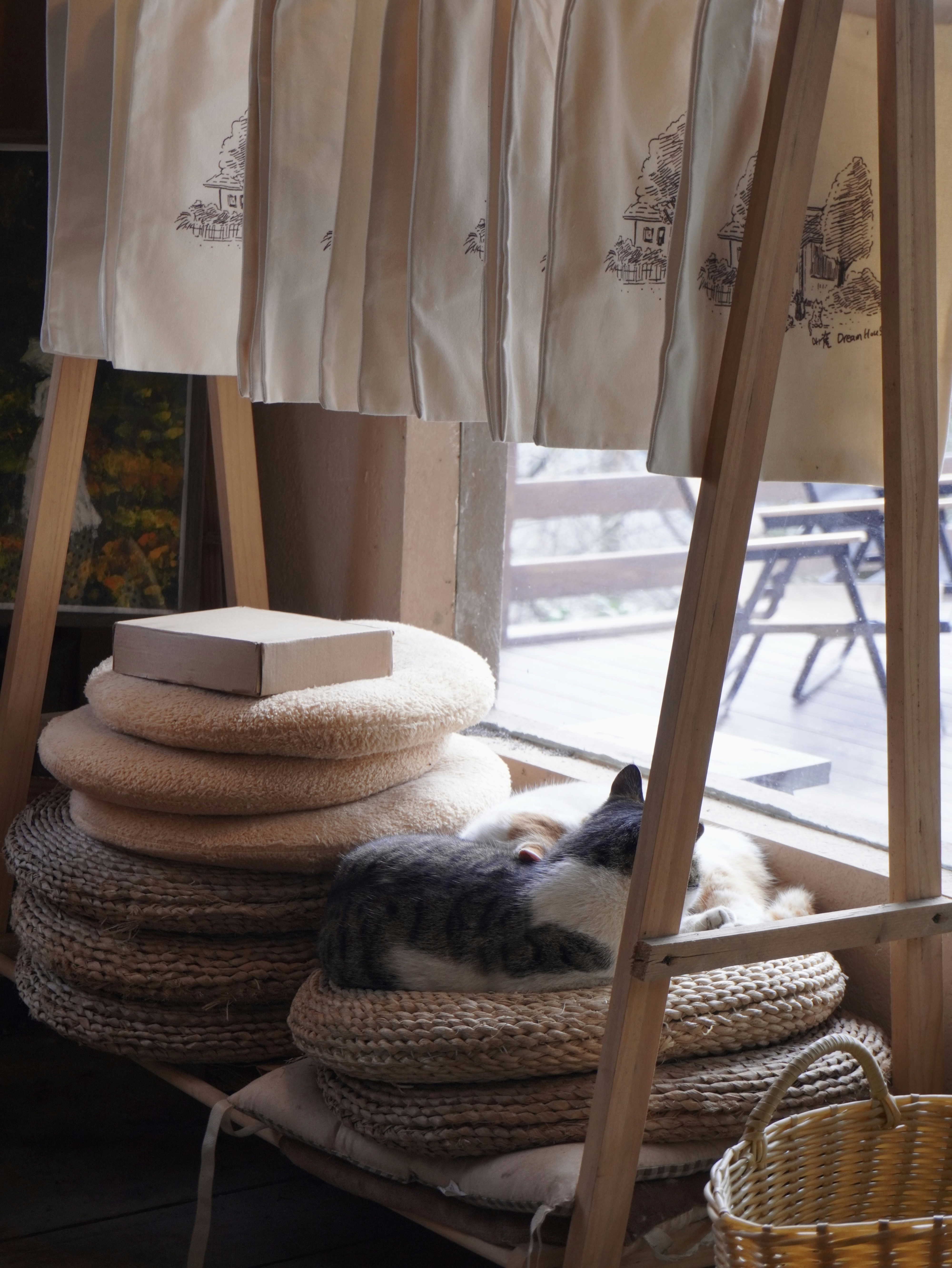 Serene Cat Napping Among Woven Cushions by a Curtain-Draped Window
