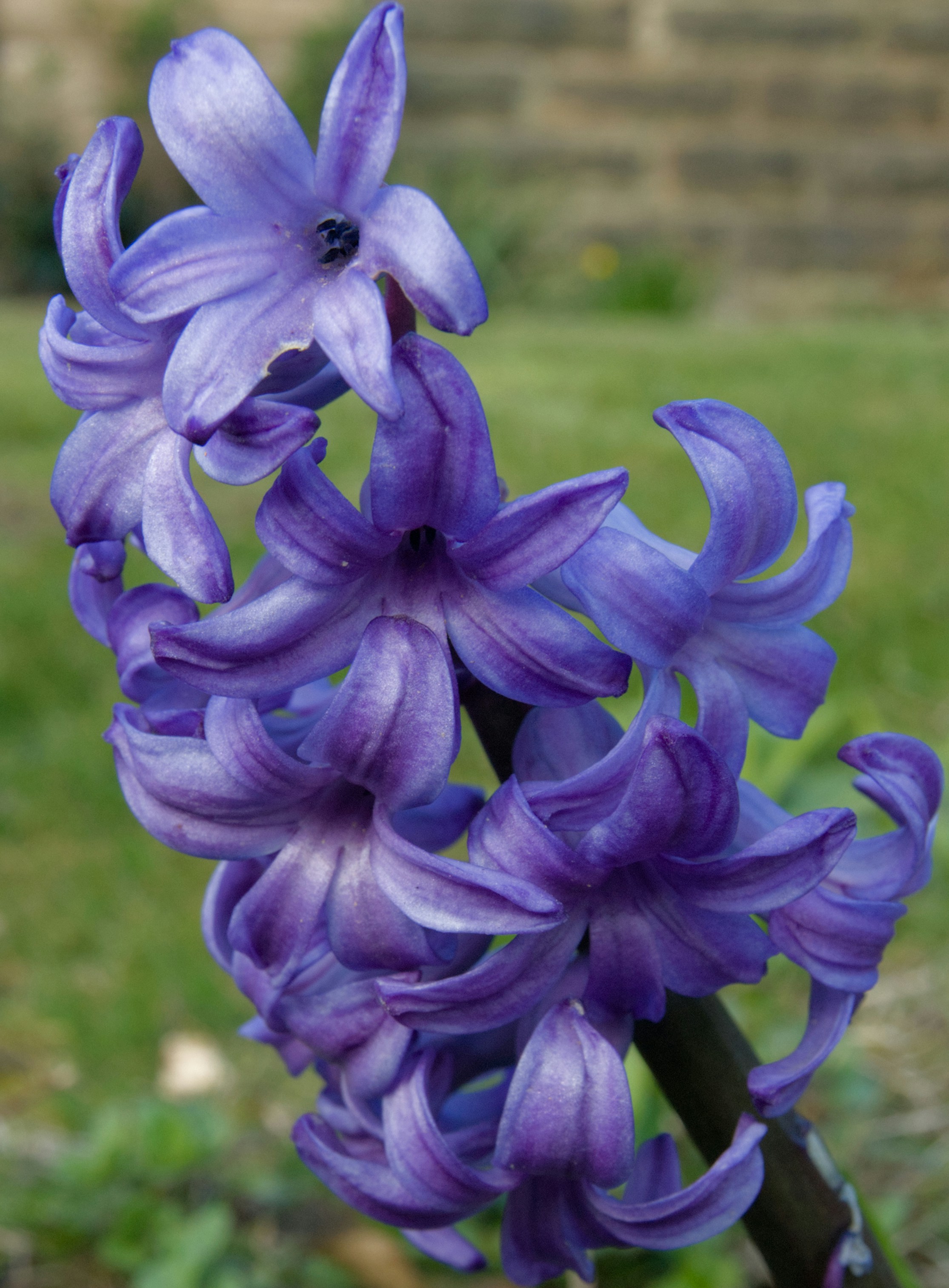 Hyacinth Pictures | Download Free Images on Unsplash