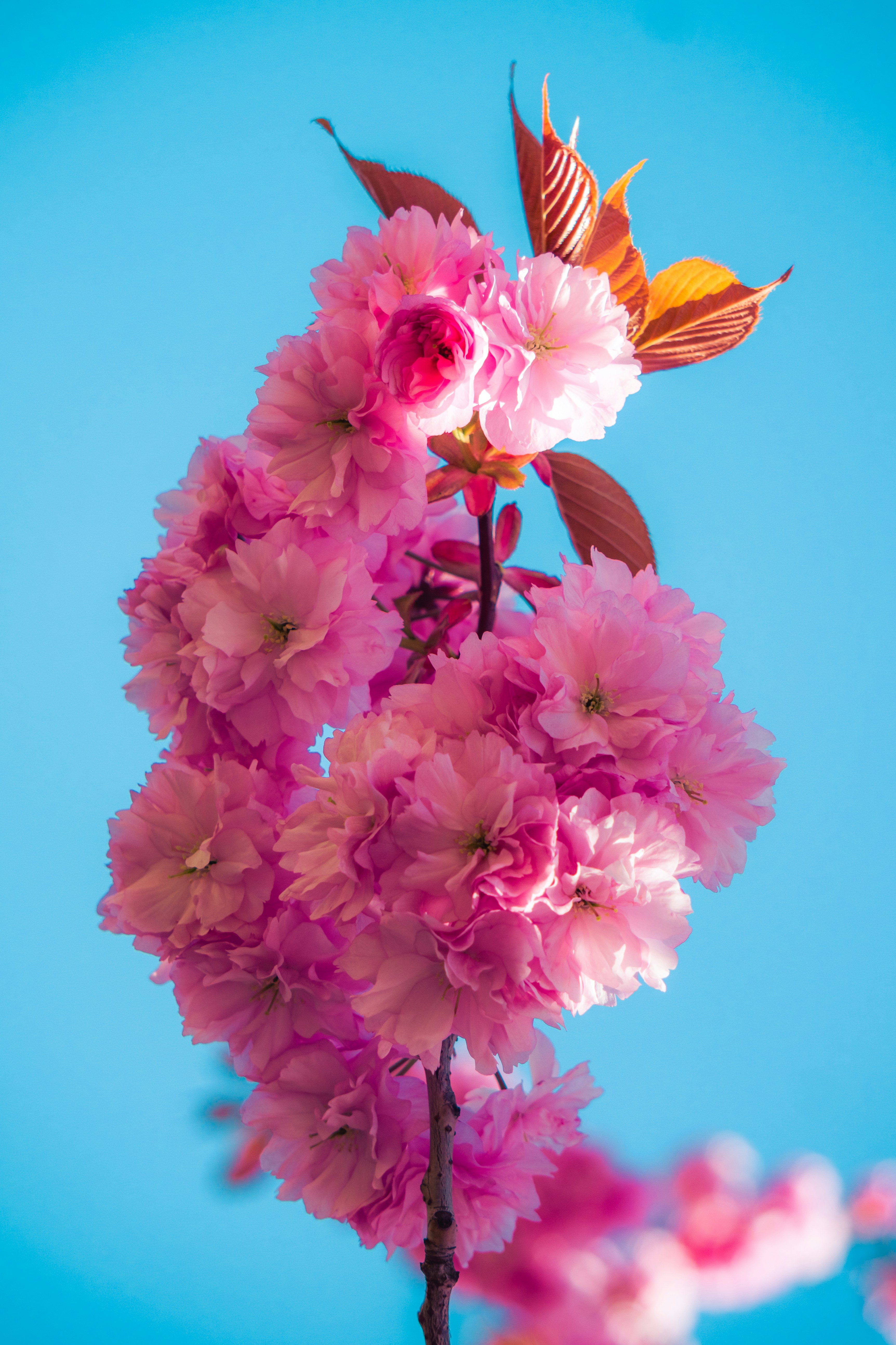 Pink cherry blossoms in full bloom against a clear blue sky.