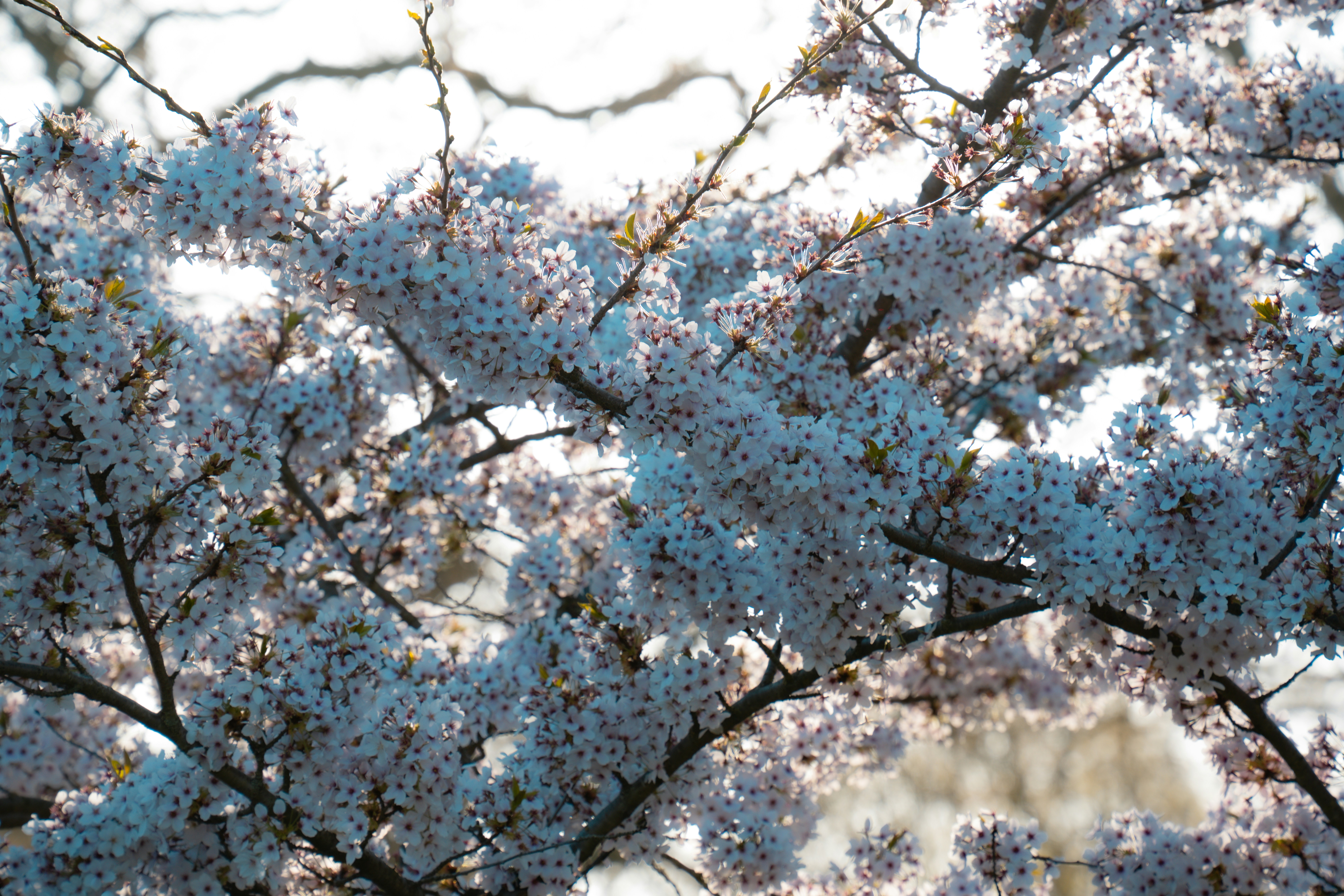 Cherry blossoms in full bloom with sunlight filtering through branches.
