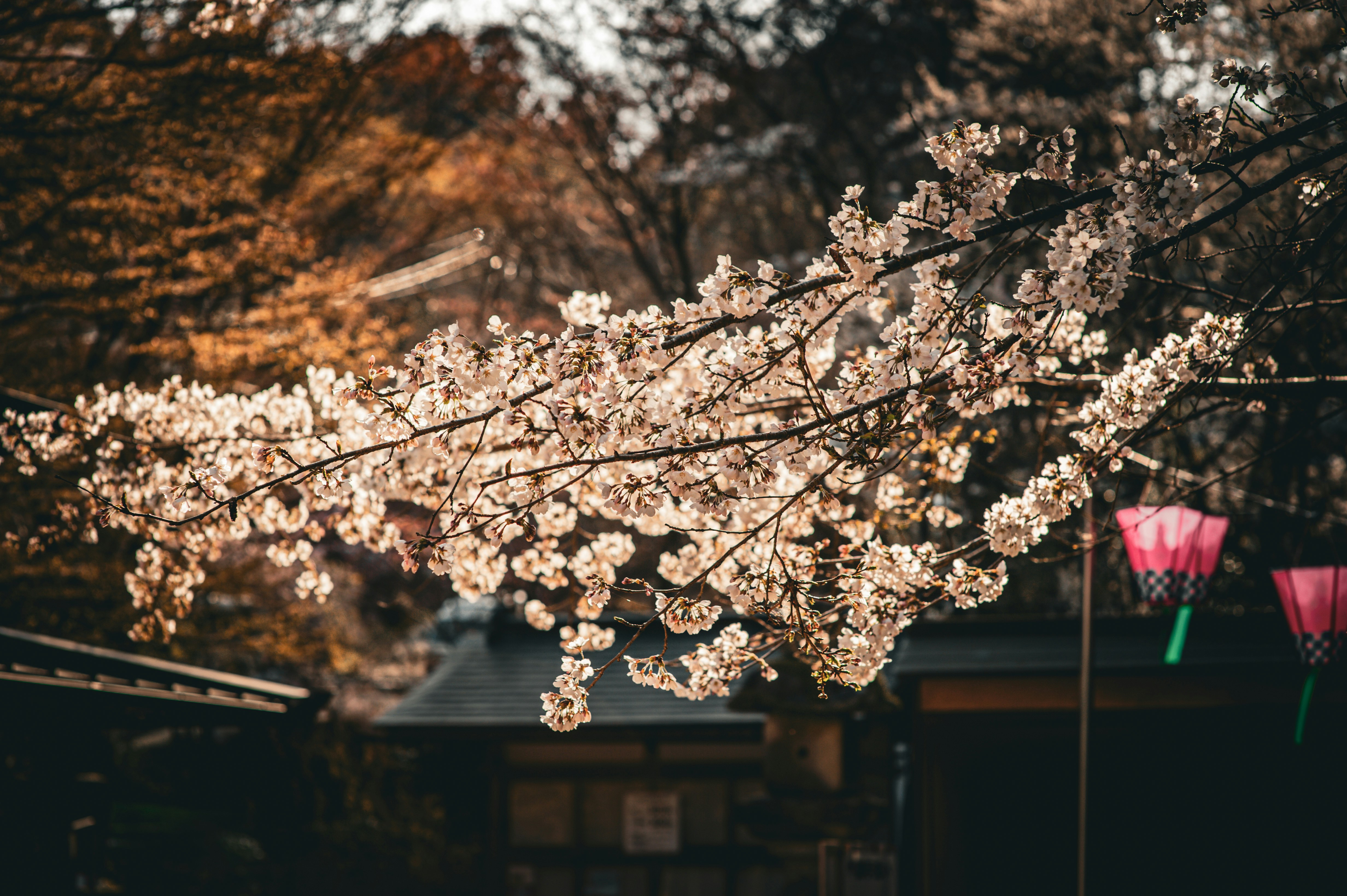 Cherry blossoms bloom on tree branches. photo – Free Flower Image on ...