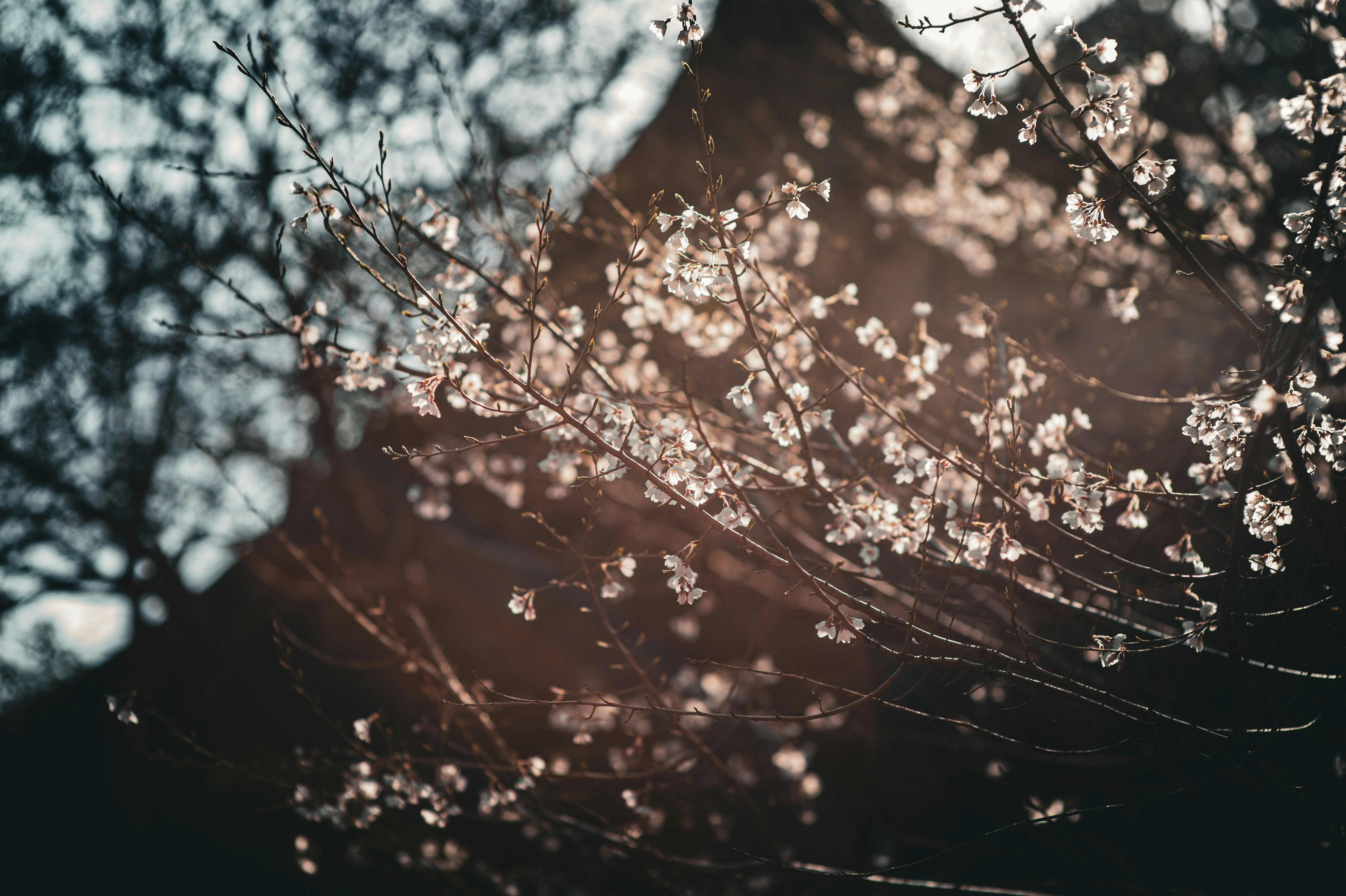 Sunlight shines on delicate branches with small blossoms. photo – Free ...