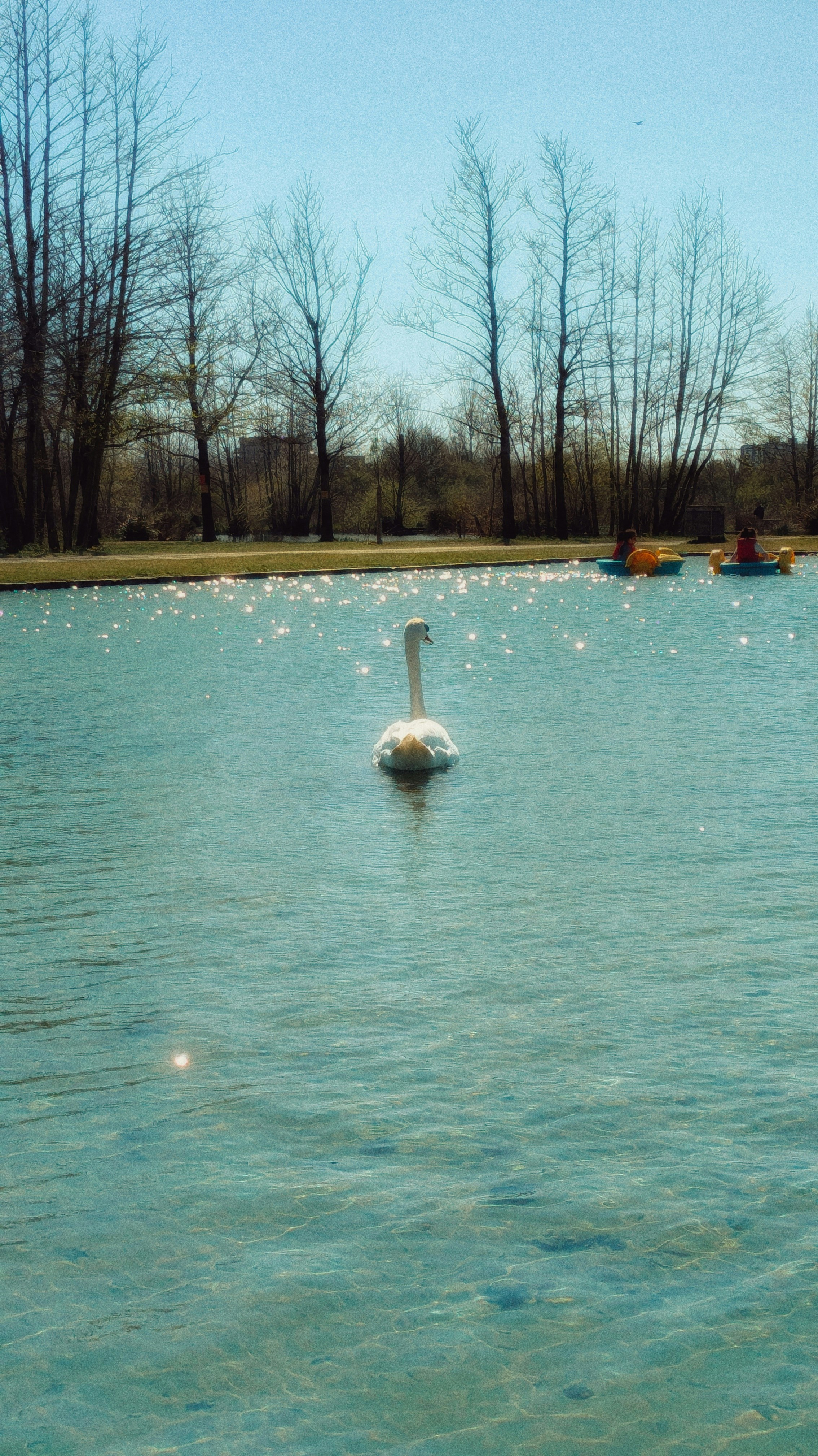 Swan gliding across a sunlit pond with sparkling reflections surrounded by bare trees.