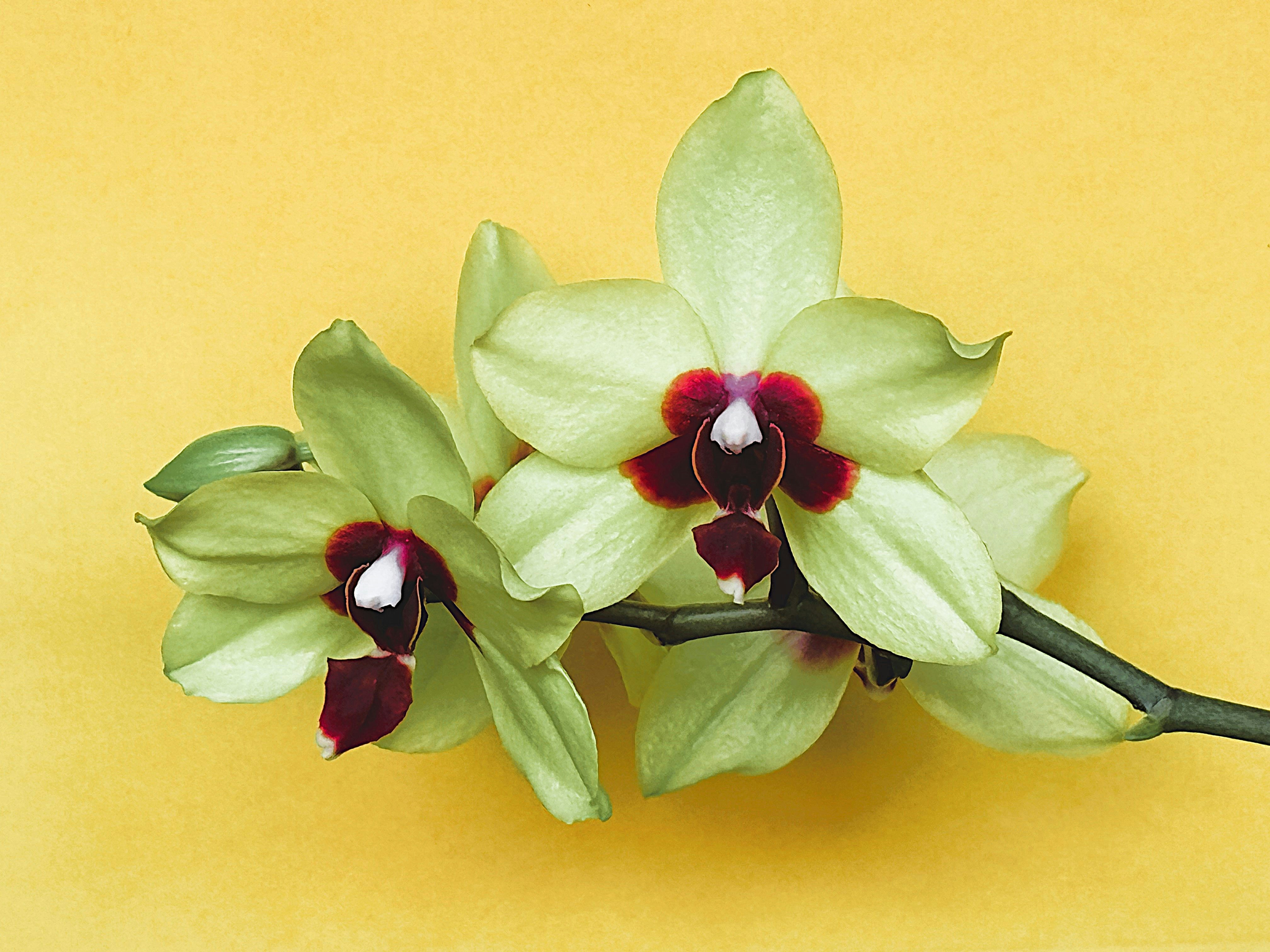 Pale-Green Orchids with Crimson Centers on a Sunlit Yellow Canvas