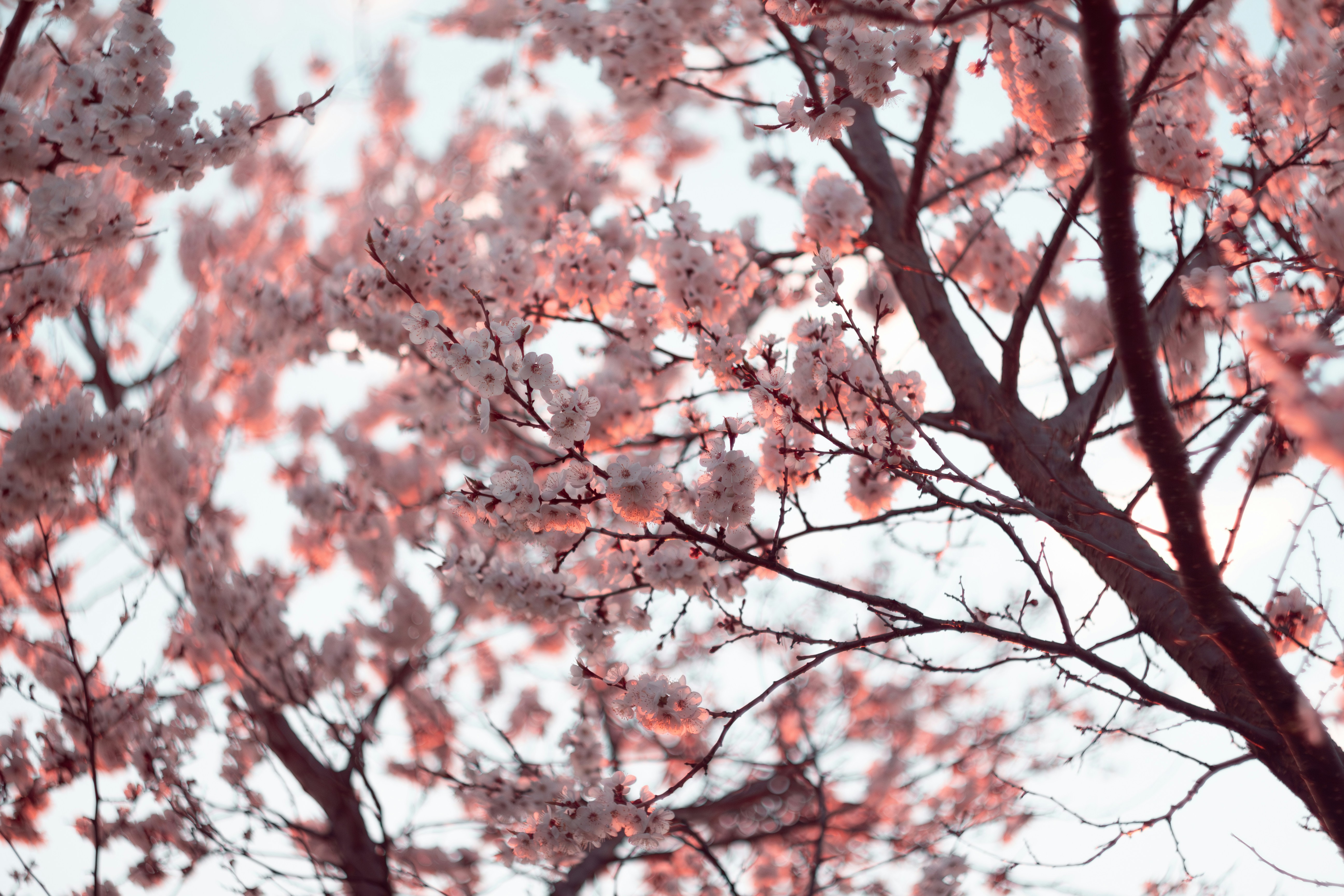 Blush Canopy in Early SpringVladimir Malyutin