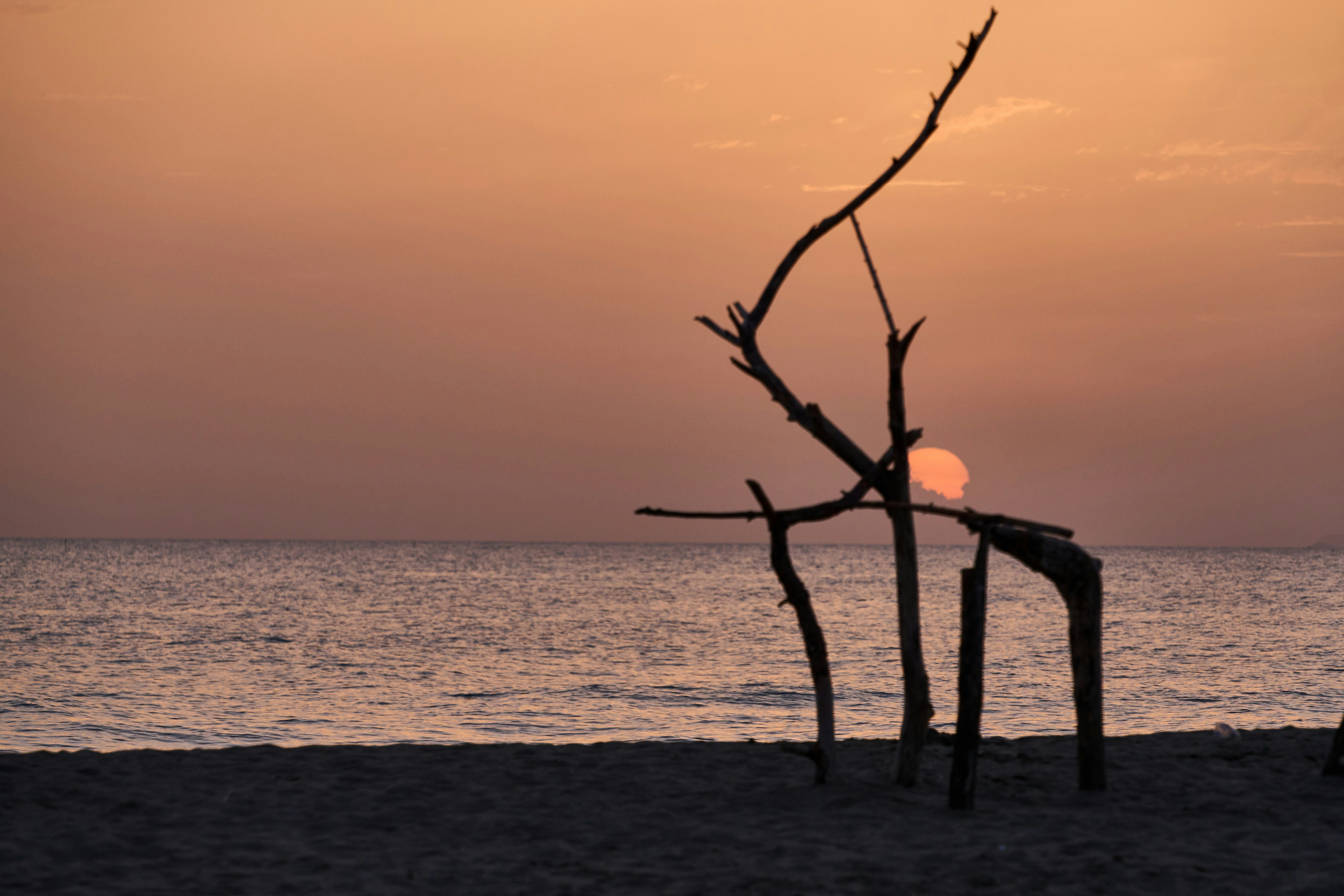 Silhouette of Driftwood Against a Salmon Horizon at Dusk