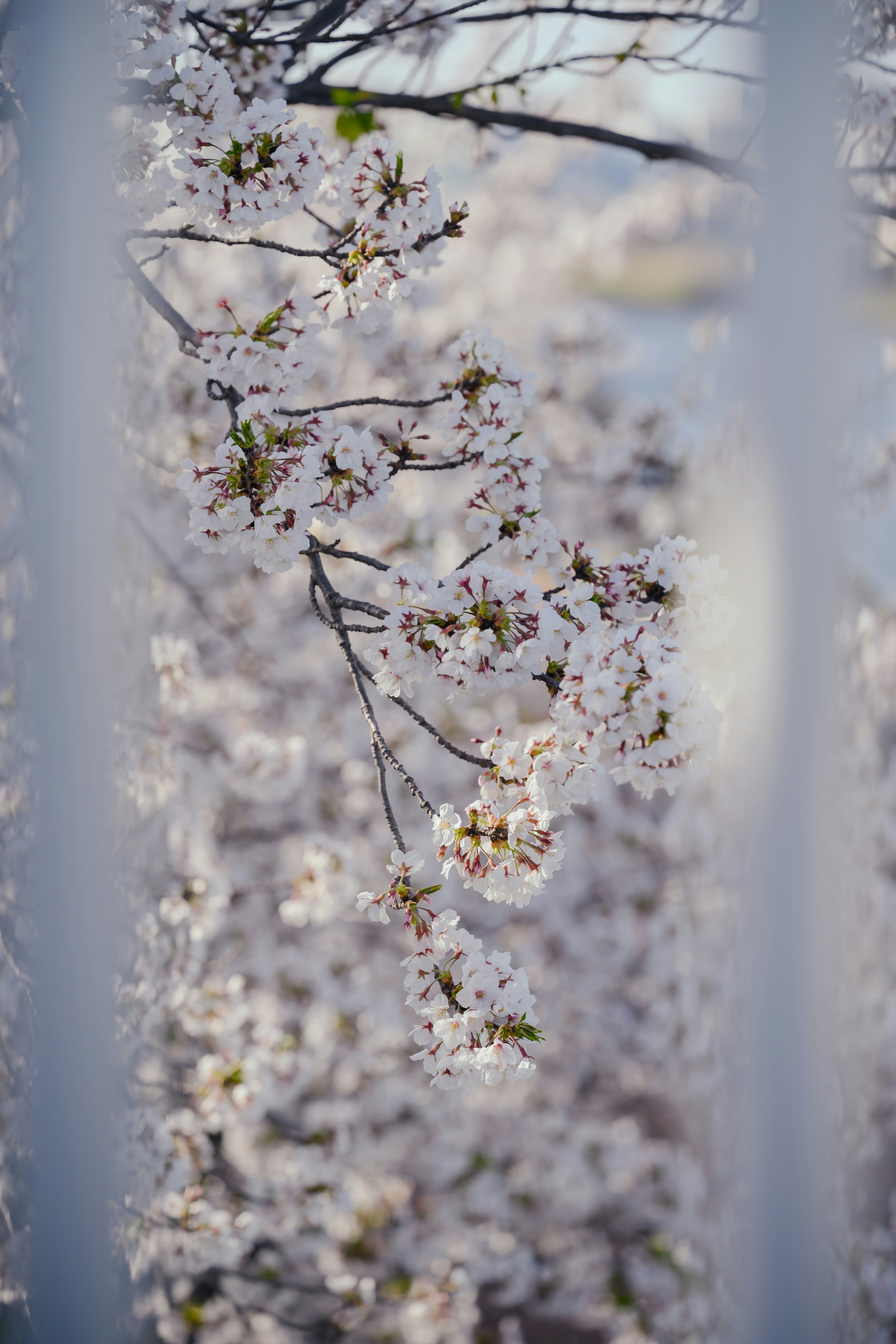 Photo by hayato togashi with Nikon Z7 II