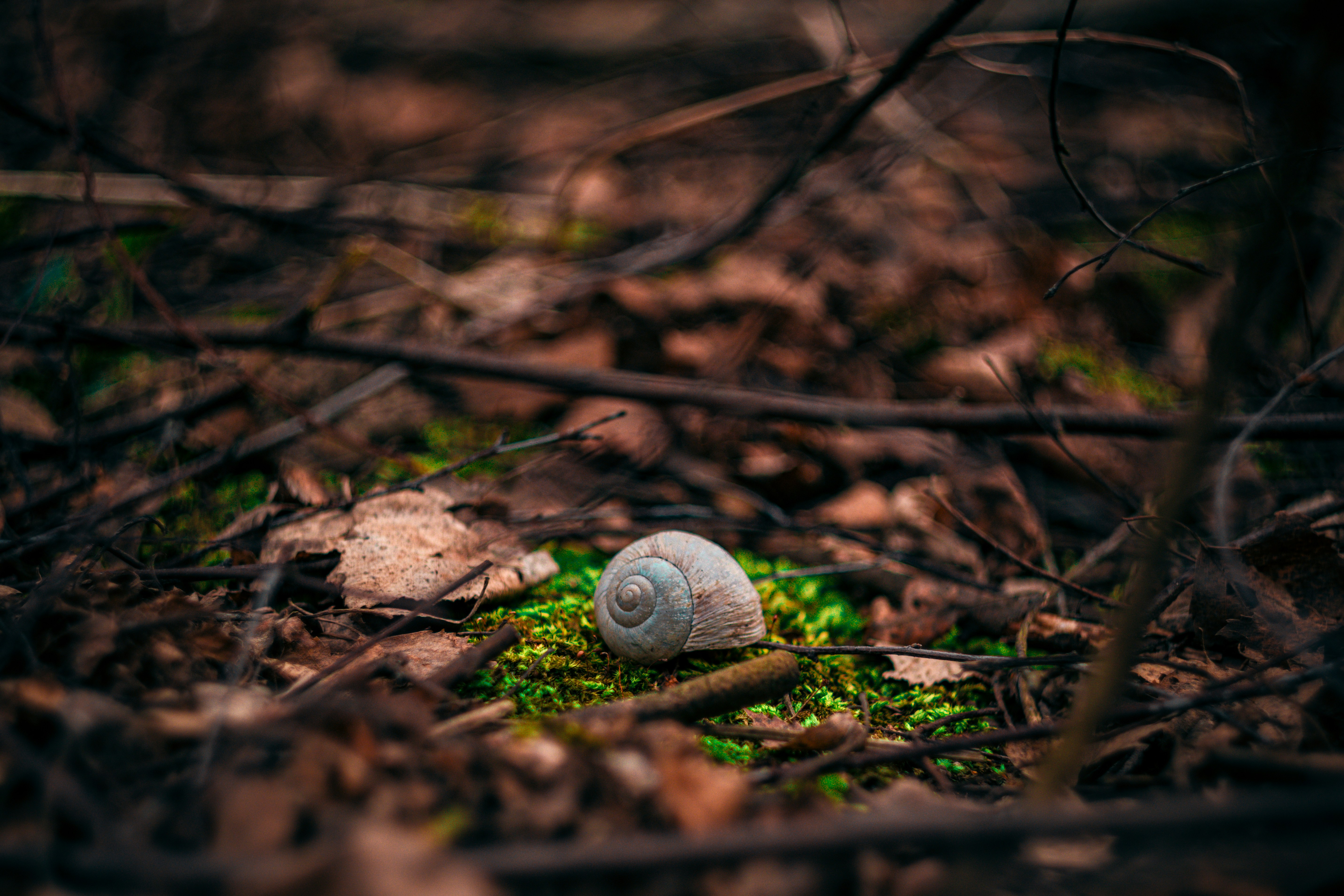 Shoot with Helios 44m-4