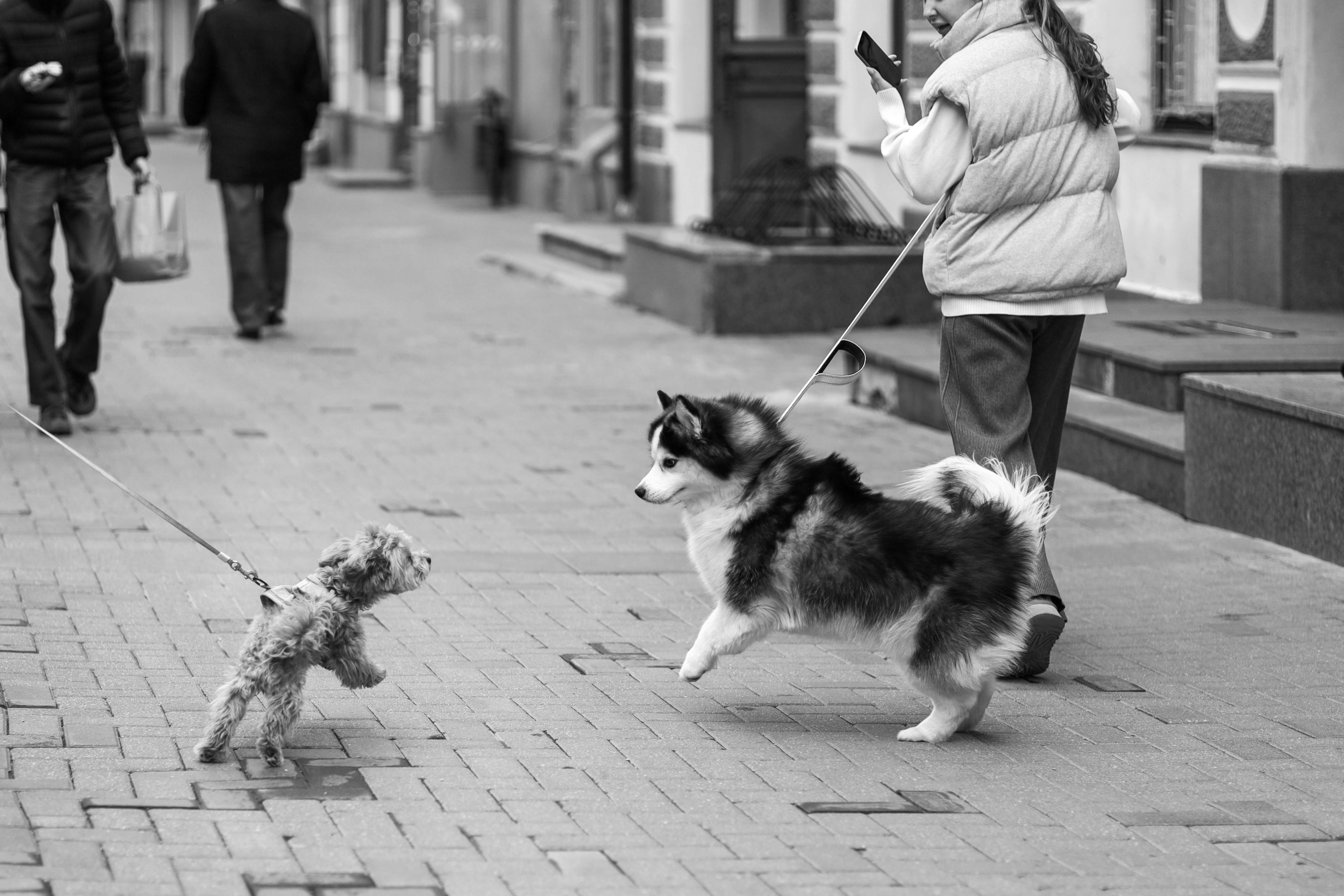 Two dogs meet each other on a city sidewalk. photo – Free Animals Image ...