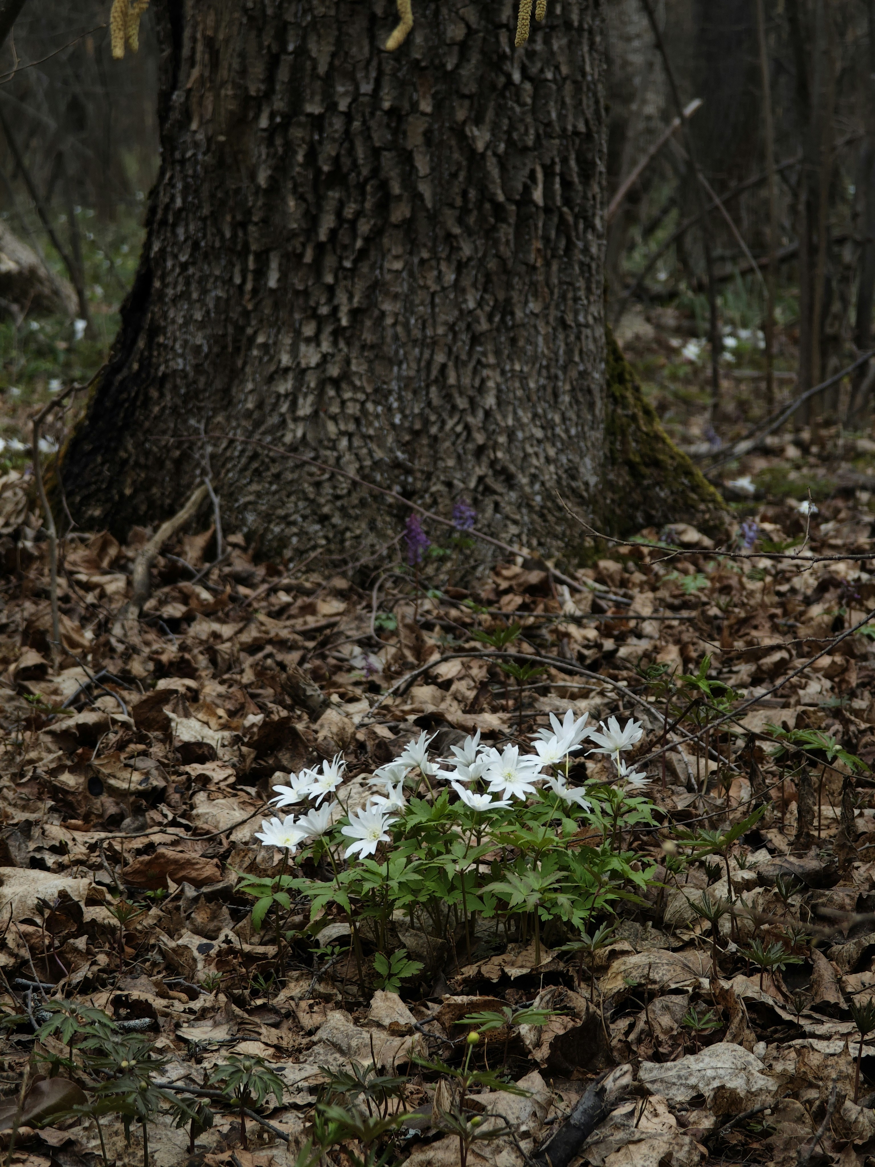 White flowers cluster at the base of a rugged tree trunk amid a leaf-littered forest floor. The image emphasizes the contrast between delicate petals and textured bark, with subtle depth from foreground to background.