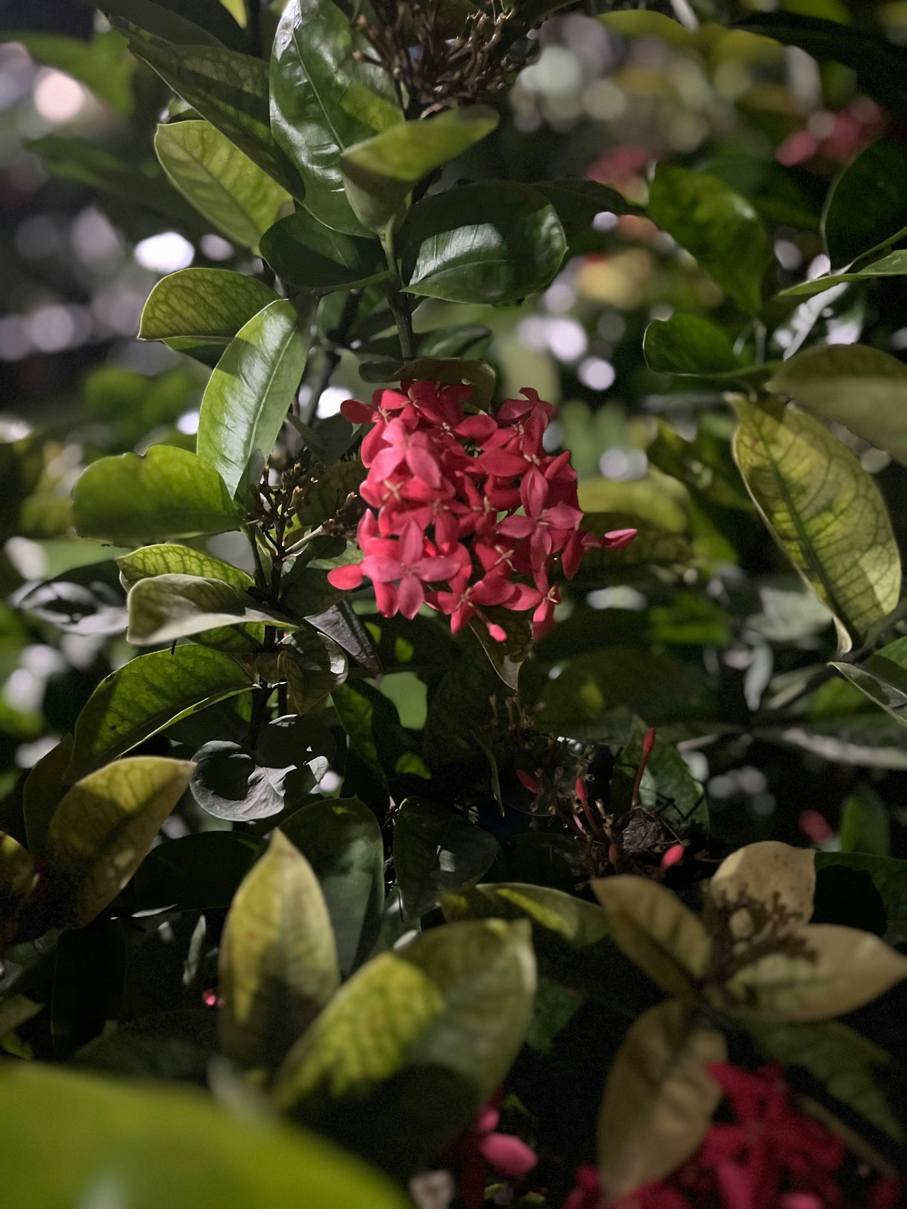 Ruby Bougainvillea Cluster Nestled in a Quiet Green Canopy