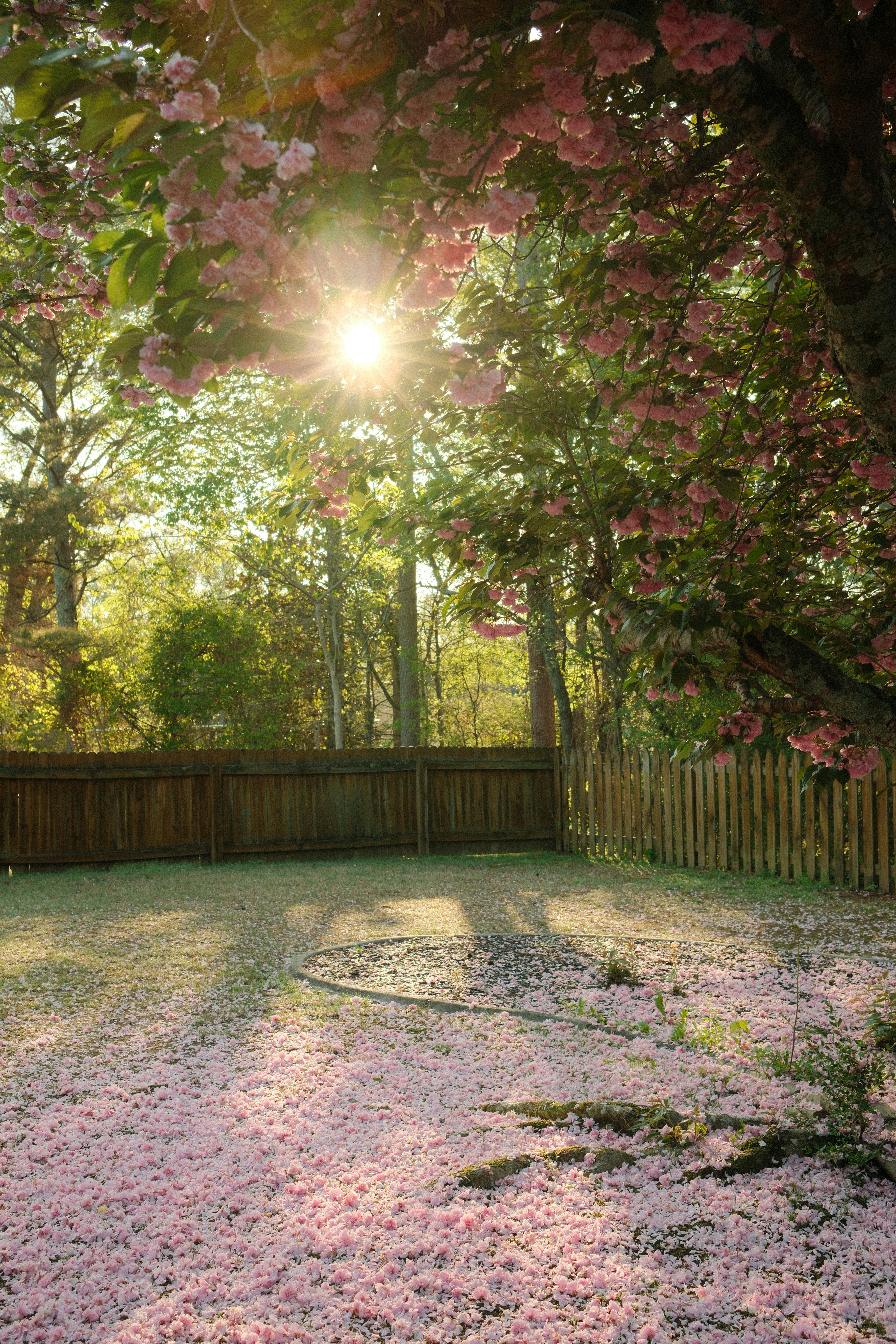 Cherry blossom petals blanket a backyard under a sunlit tree with wooden fence in the background.