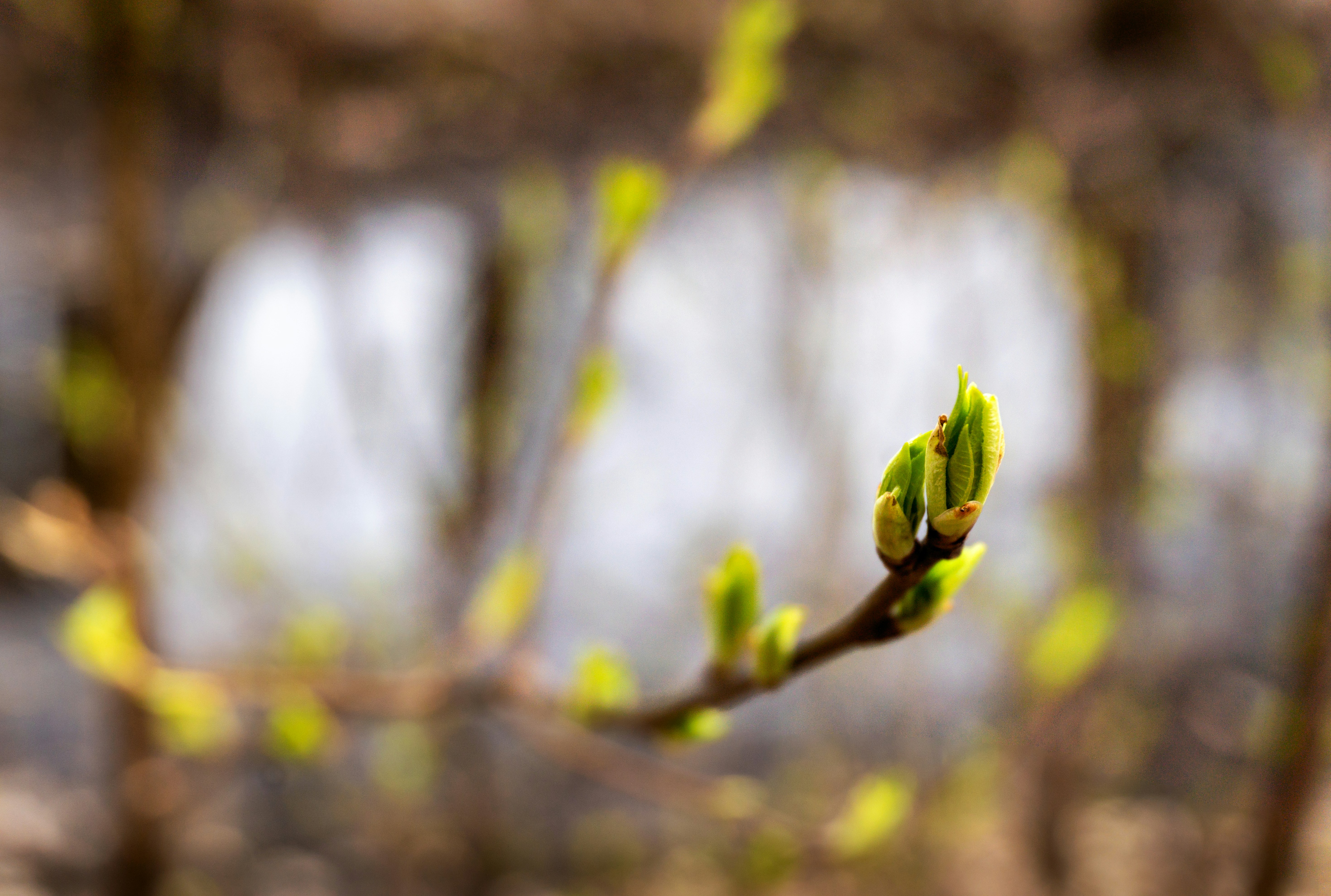 New buds are sprouting from the branch. photo – Free Flower Image on ...