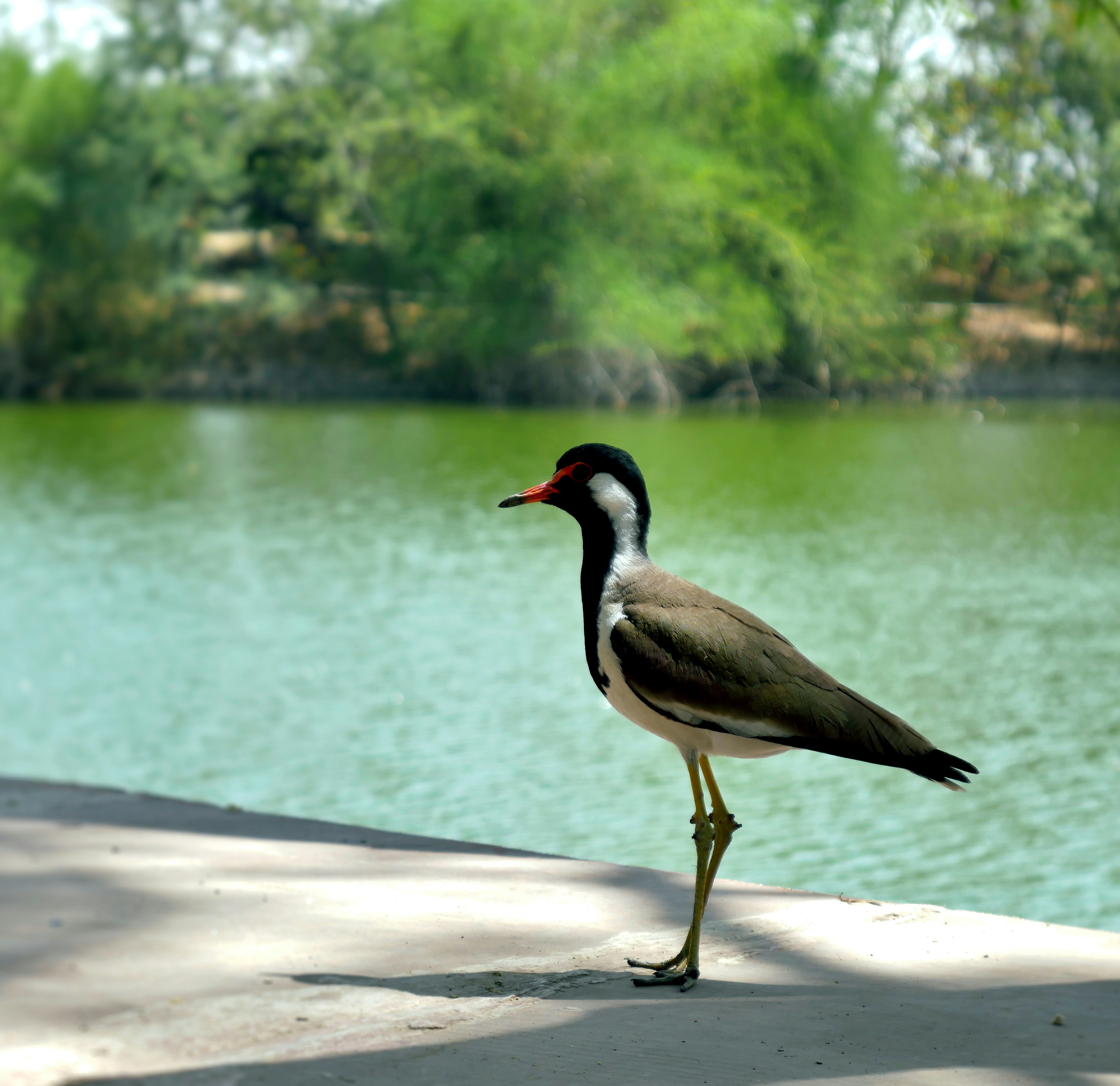 A red-wattled lapwing stands by a lake. photo – Free Land Image on Unsplash