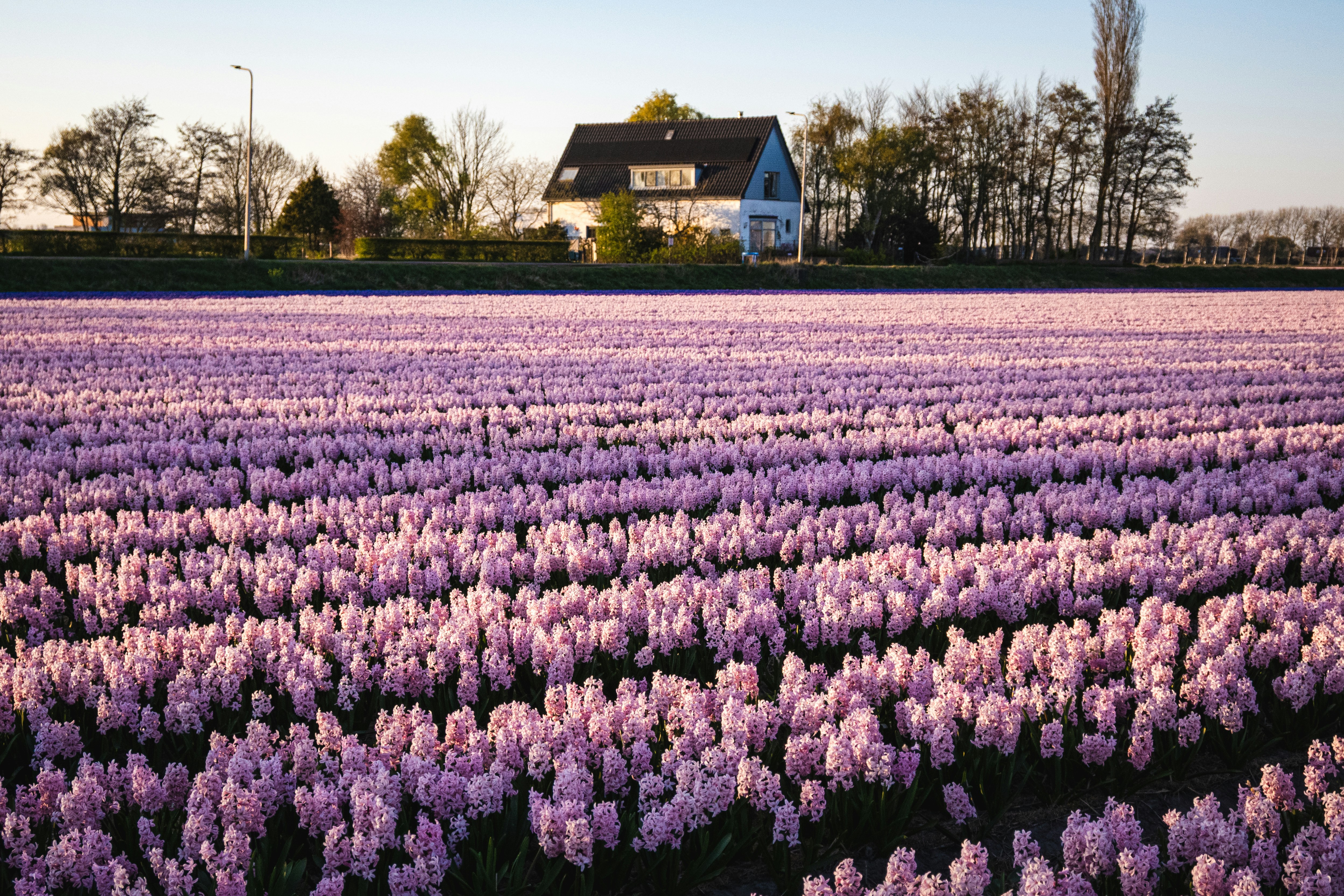 Lavender Waves Under a Spring Sky
