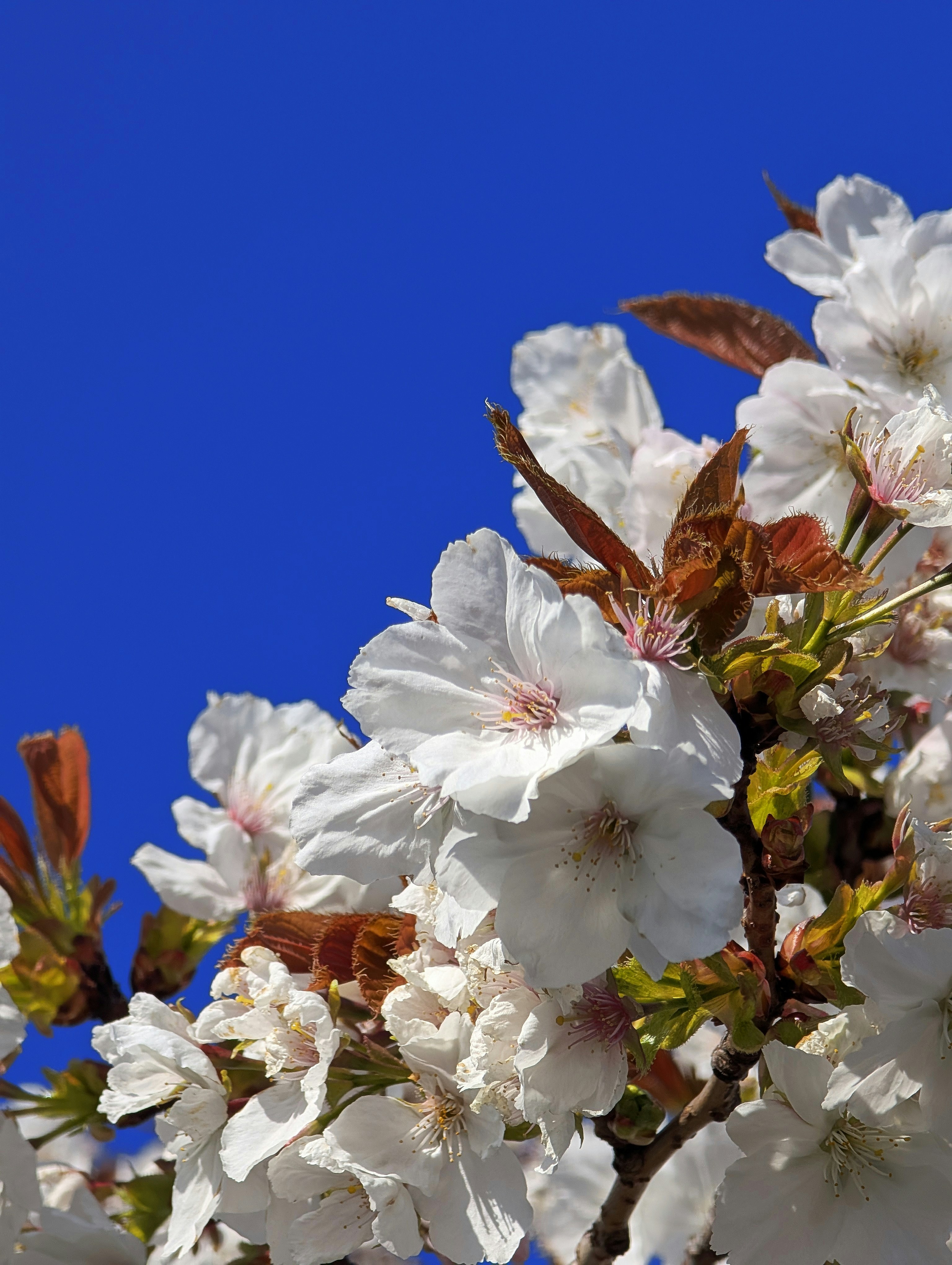 Cherry Bloom Against a Cerulean Sky
