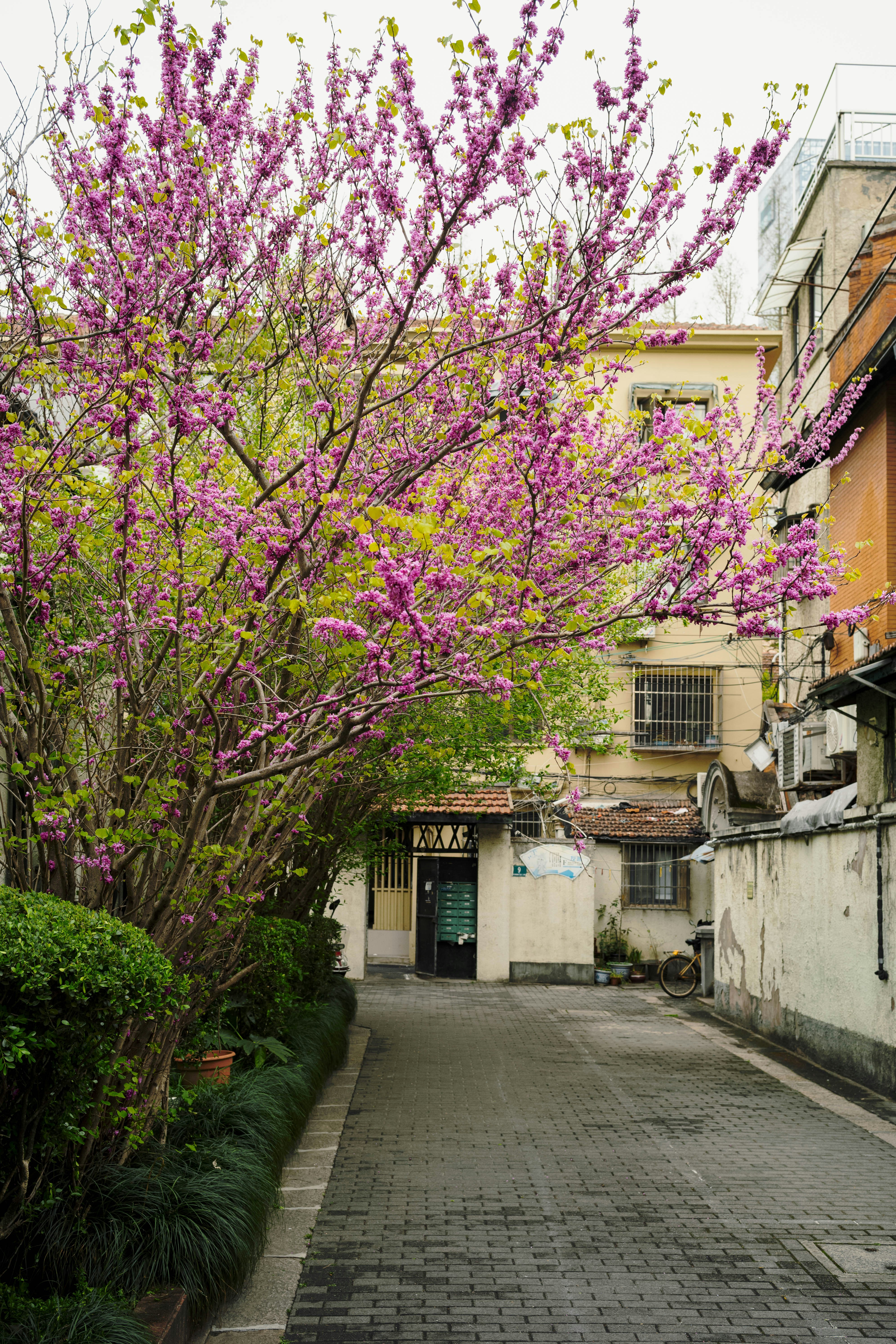 Spring Blossoms in Urban Alleyway