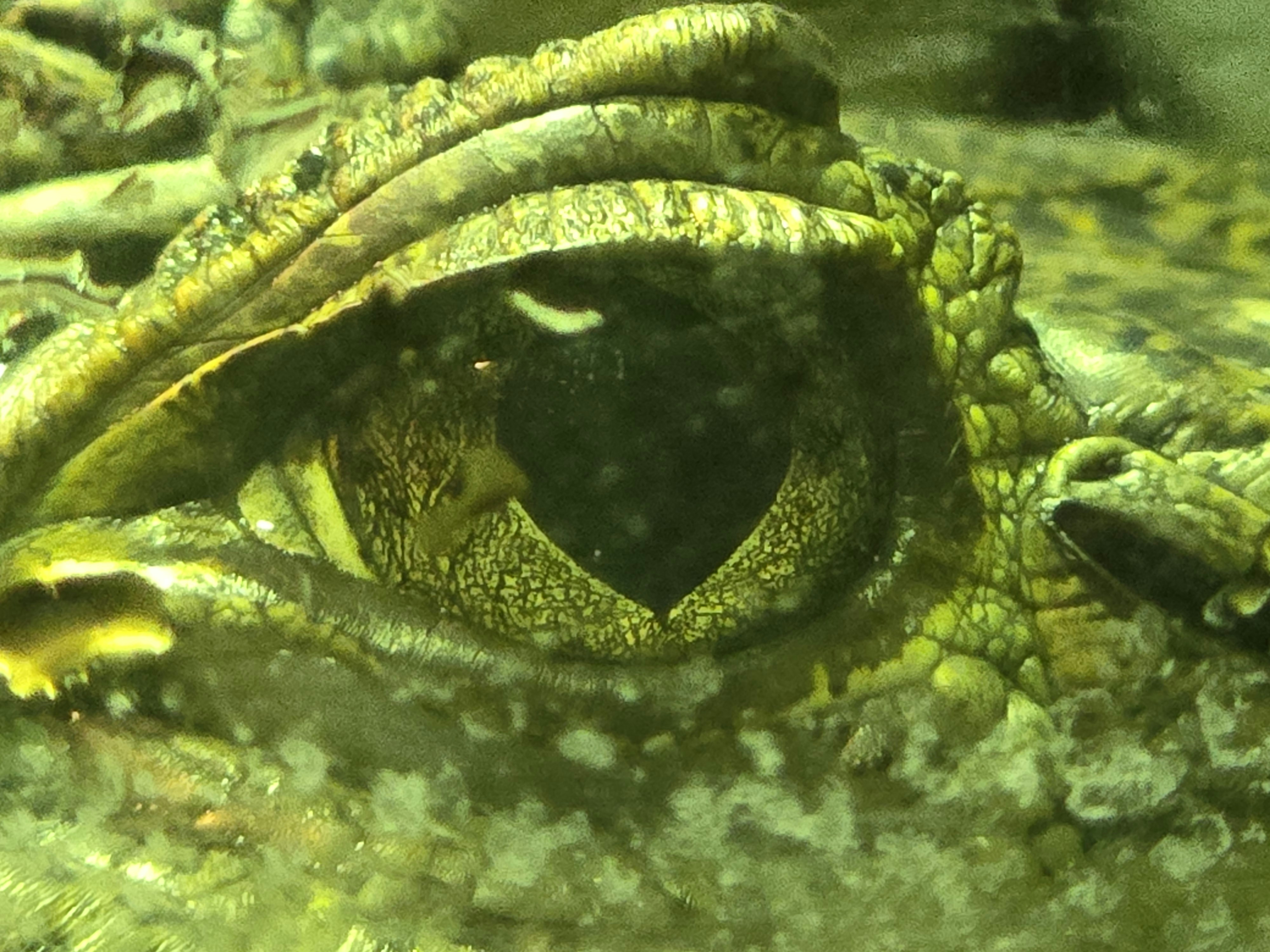 Emerald Gaze of the Reptile Realm