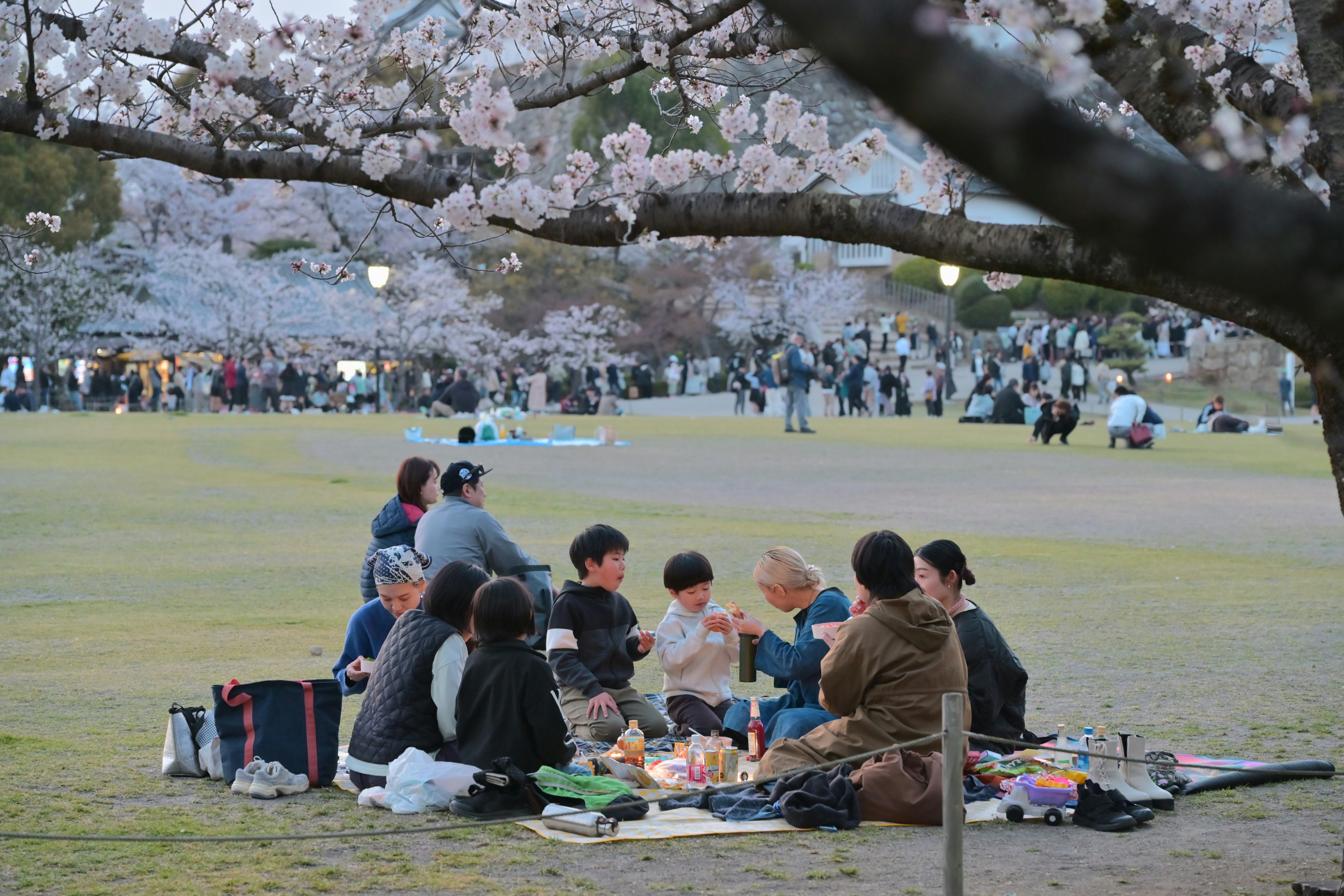 People are enjoying a picnic under cherry blossoms. photo – Free Spring ...