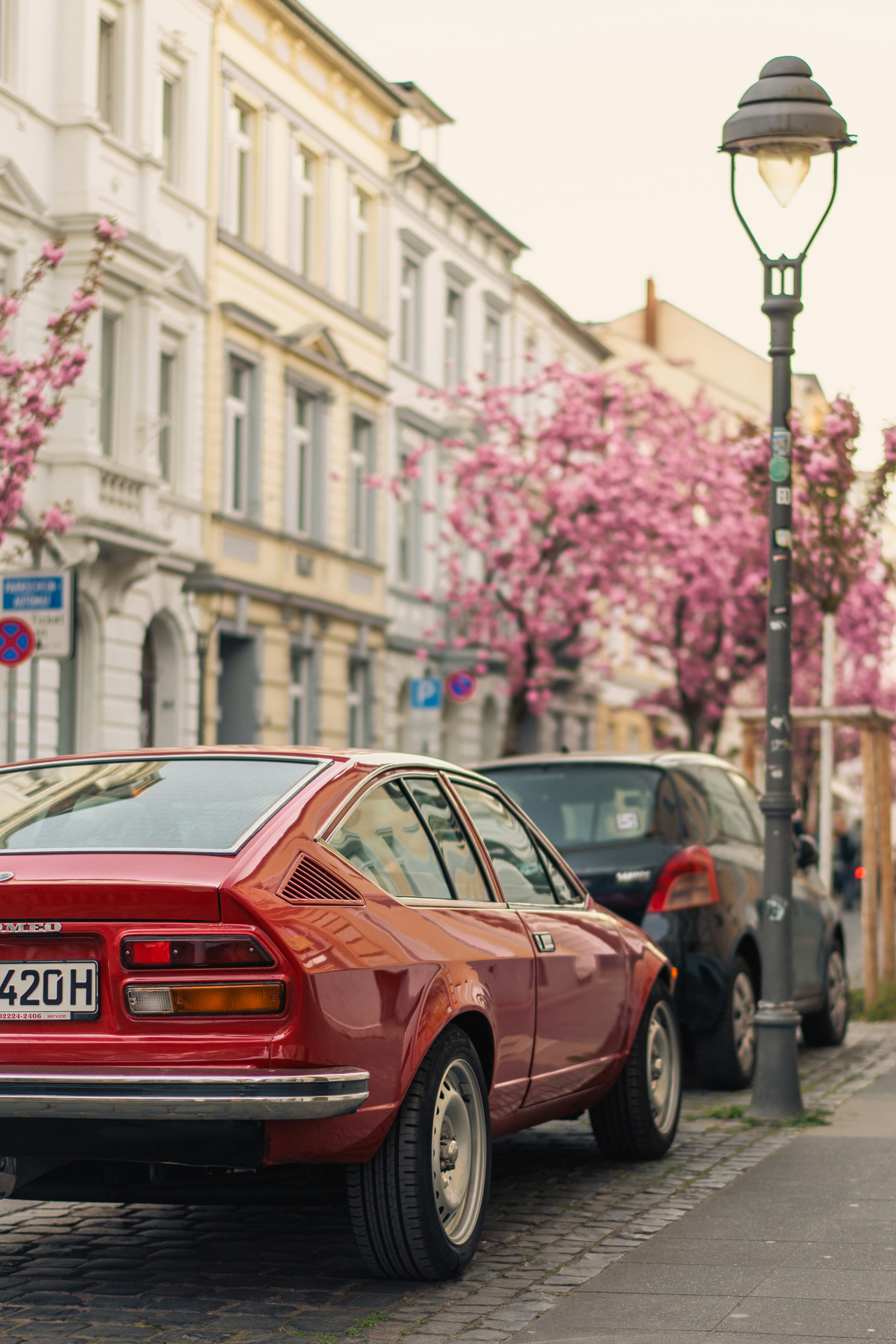 Vintage Elegance Amidst Cherry Blossoms