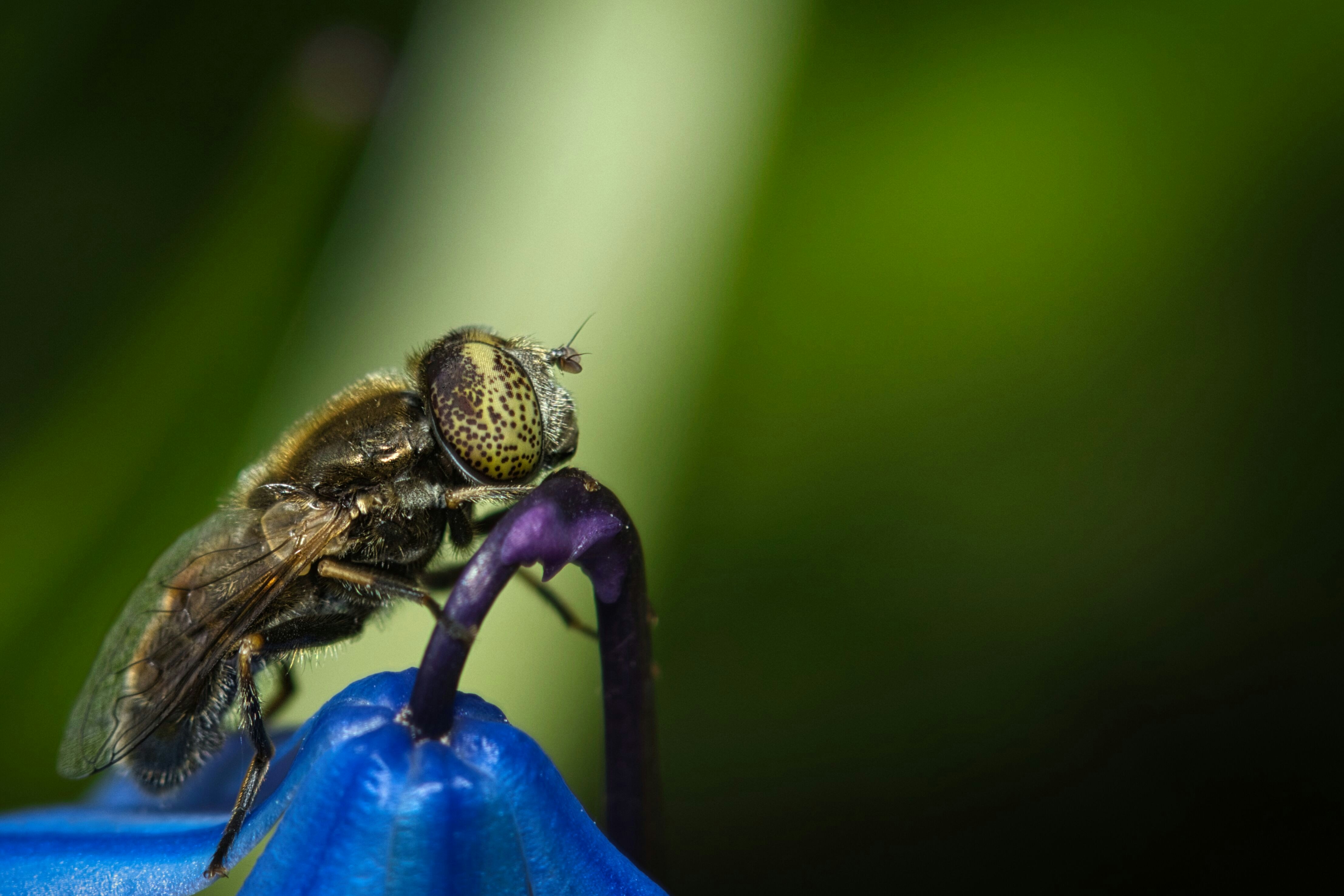 Macro World: Intricate Details of Nature